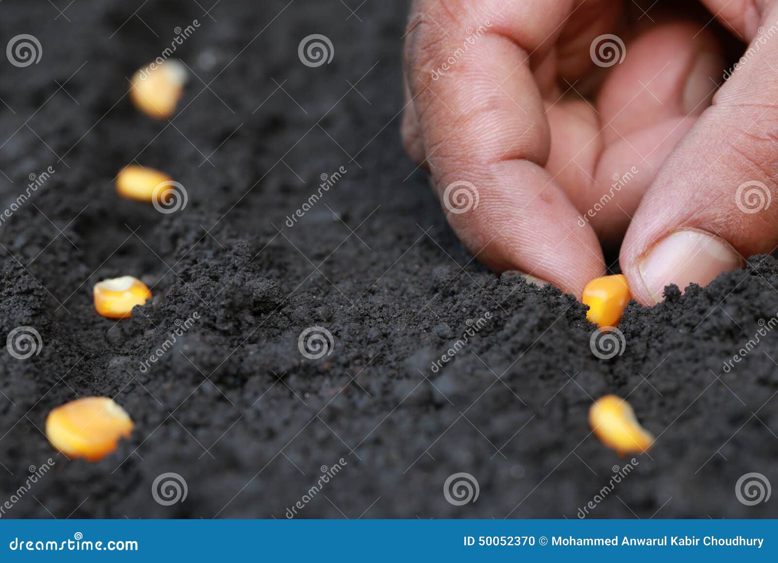 Plantando Sementes Do Milho Verde Foto de Stock - Imagem: 50052370