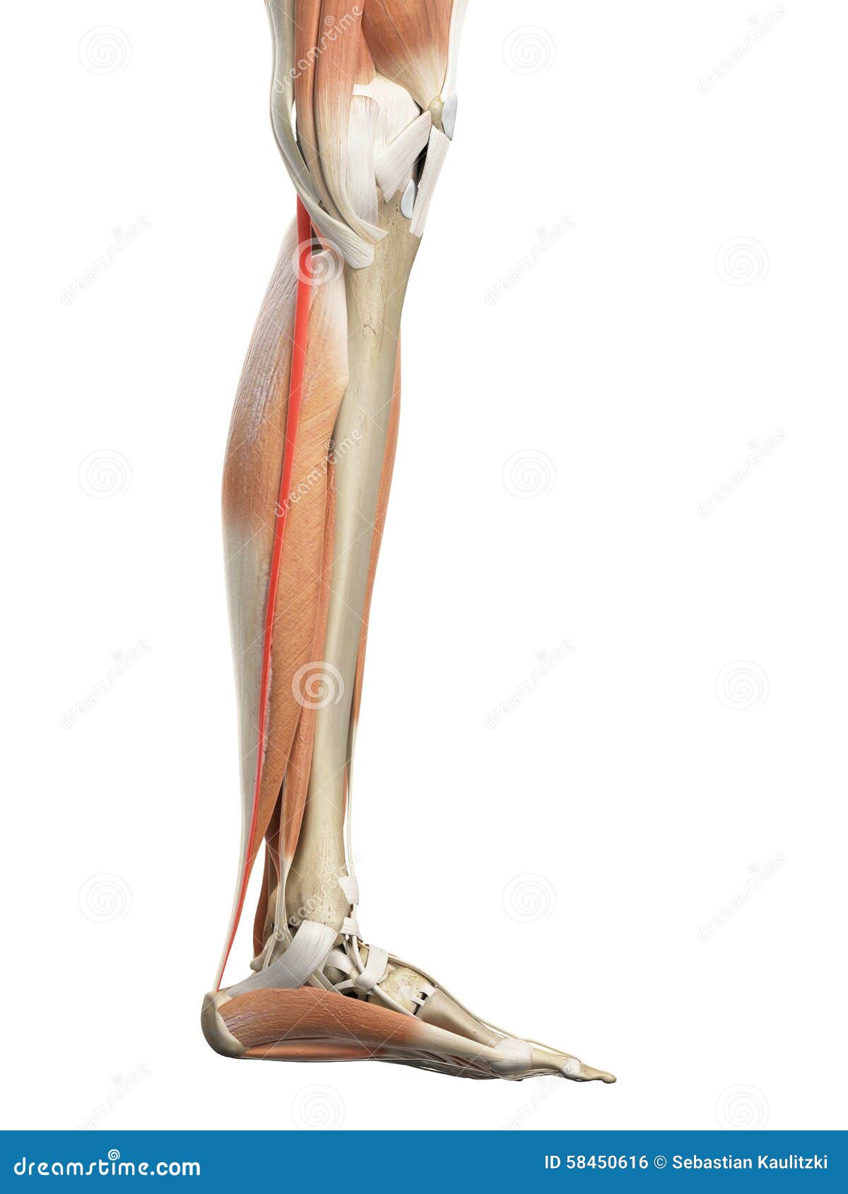 The plantaris stock illustration. Illustration of muscular - 58450616