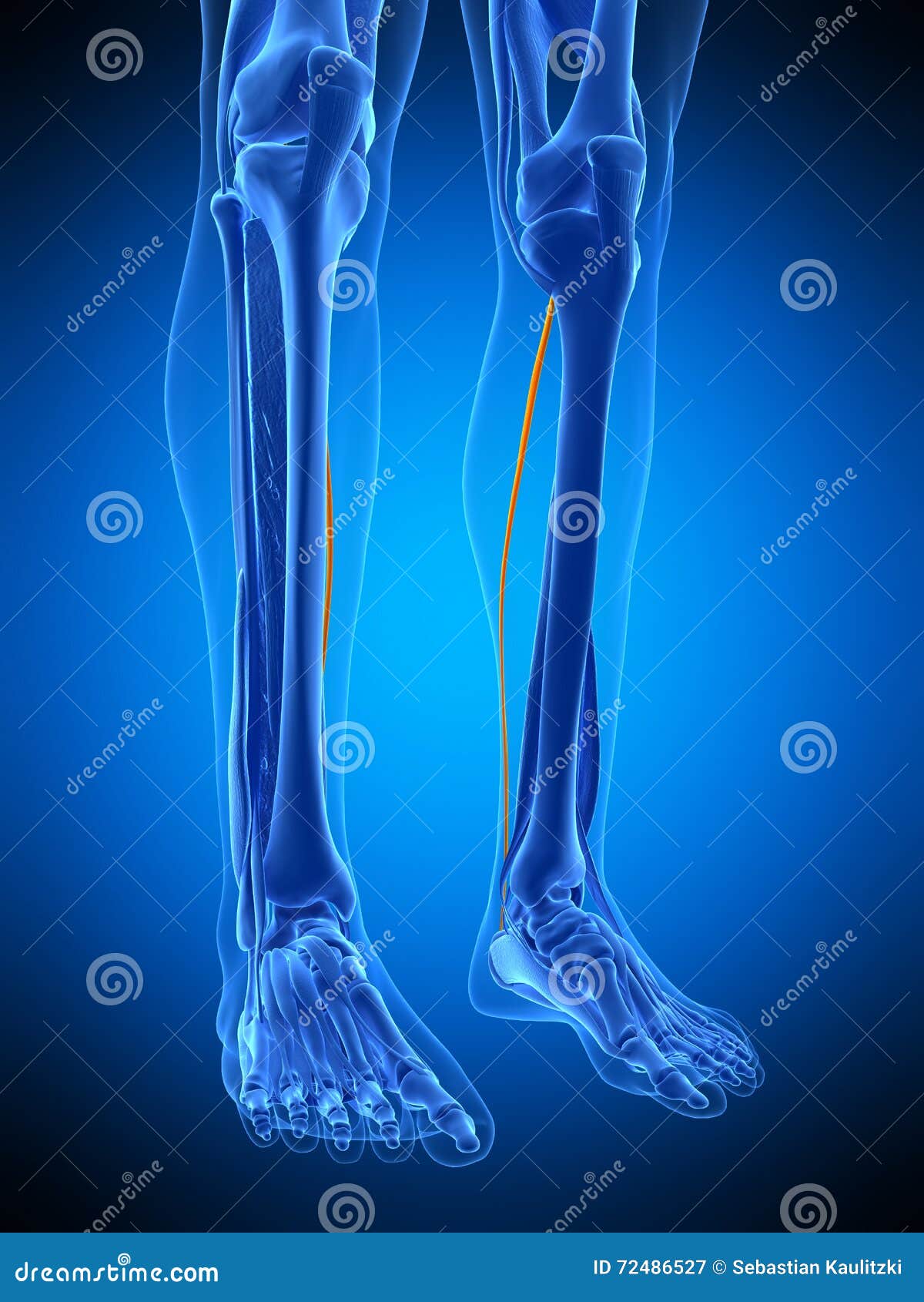 The plantaris stock illustration. Illustration of medically - 72486527