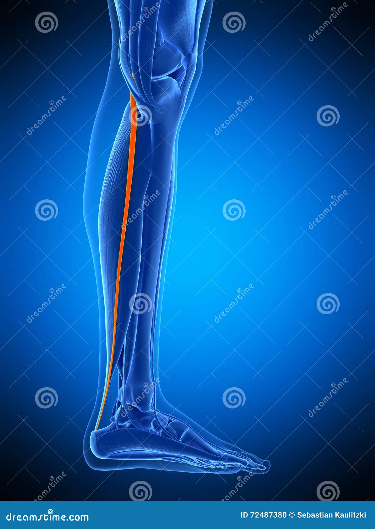 Plantaris Muscle As Leg Superficial Posterior Compartment Outline ...