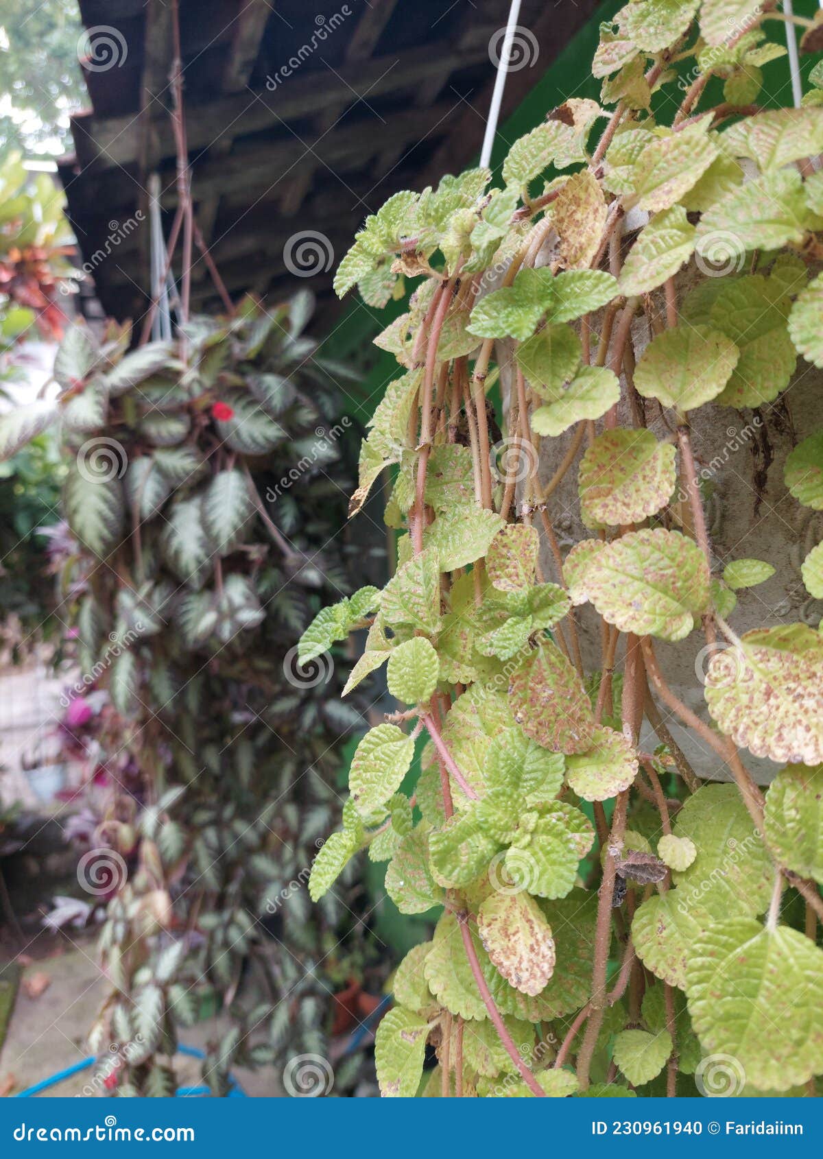 Plantas Colgantes Bien Alineadas Foto de archivo - Imagen de colgante ...