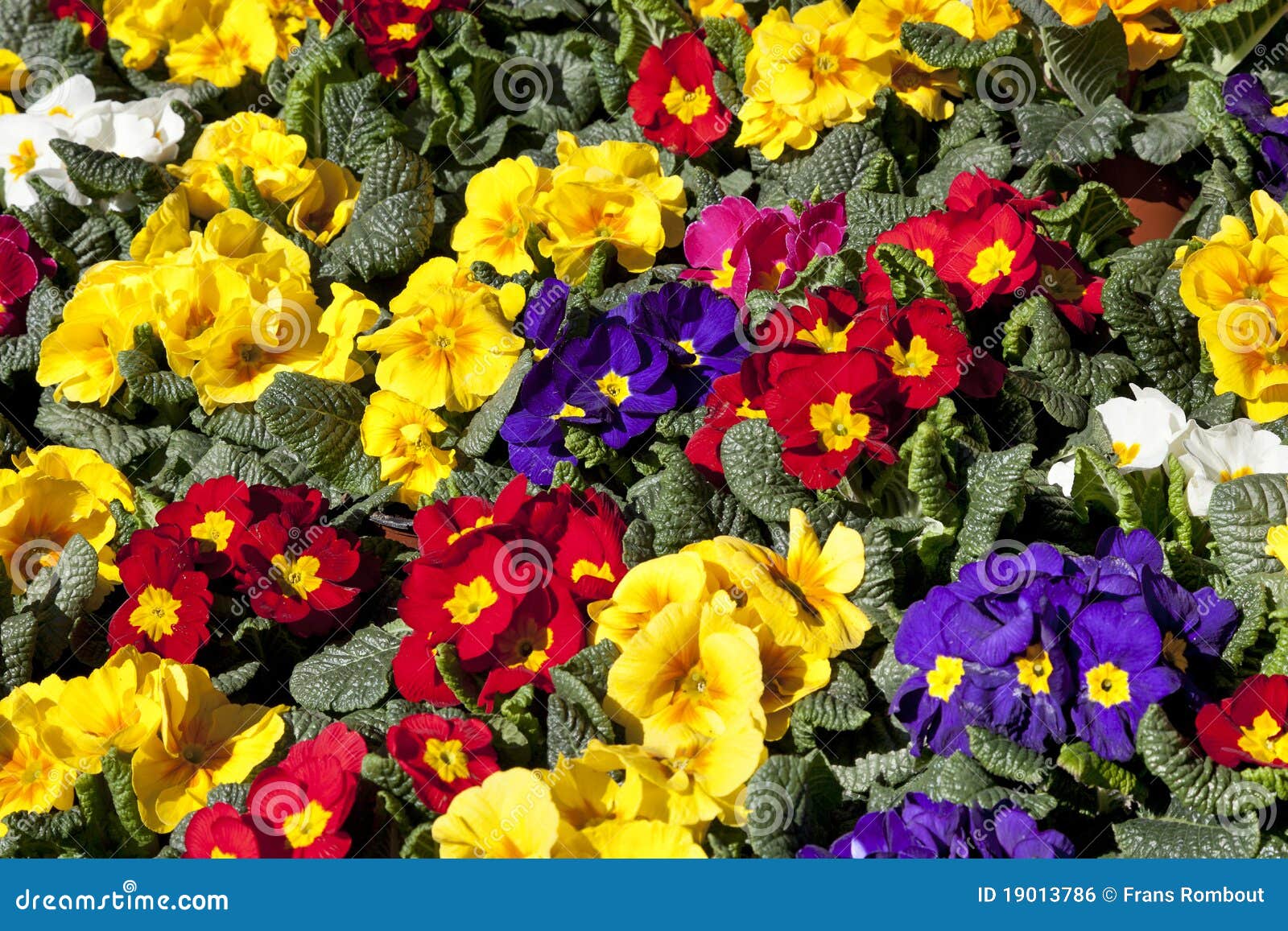 Plantas Coloreadas Del Primula Foto de archivo - Imagen de flores ...