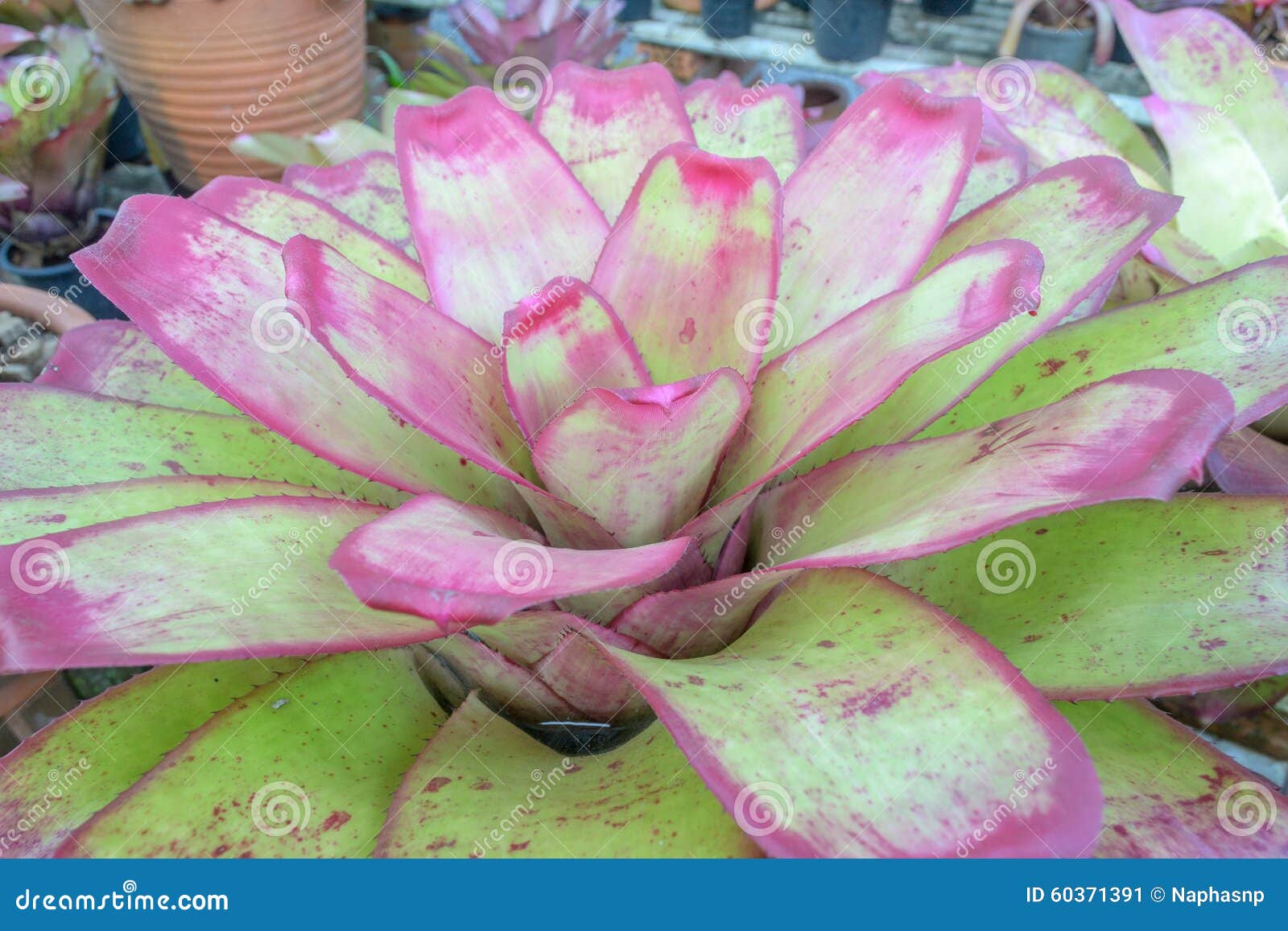 Plantas Coloridas De La Bromelia Imagen de archivo - Imagen de exterior ...