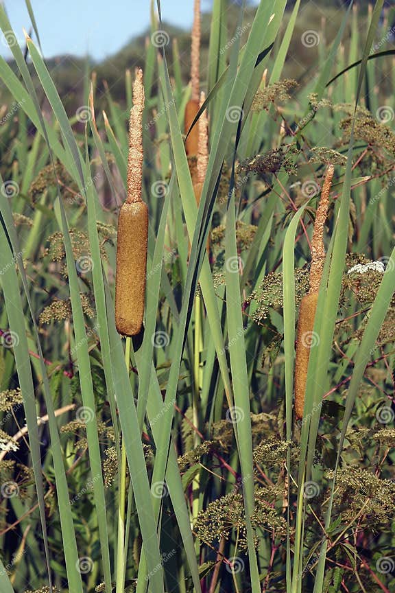 Plantas comuns do junco foto de stock. Imagem de planta - 126036664