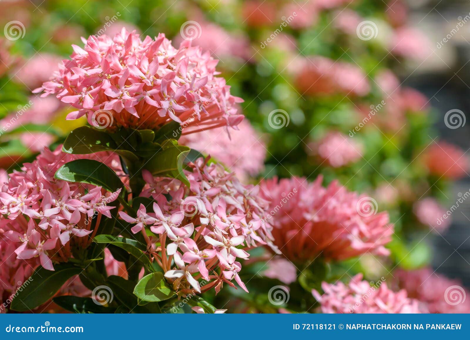 Plantas Cor-de-rosa Bonitas De Ixora Imagem de Stock - Imagem de floral ...