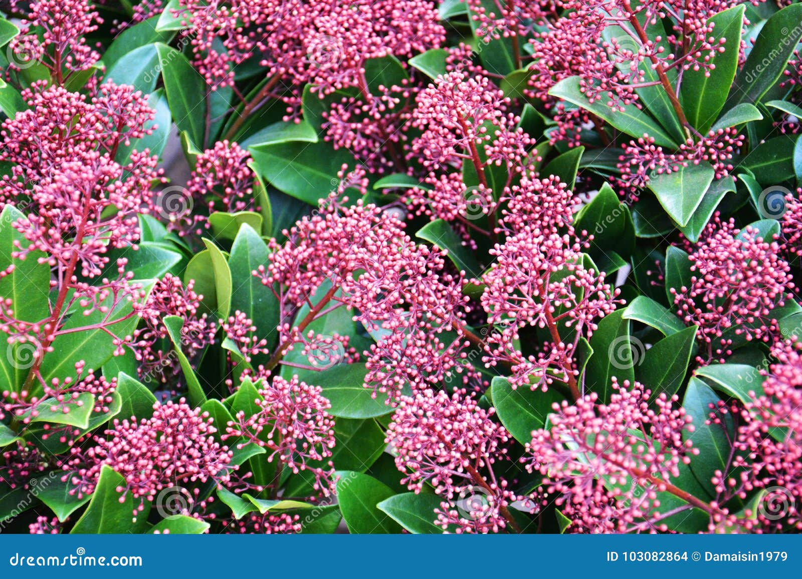 Plantas Cor-de-rosa E Folhas Verdes, Fundo Natural Foto de Stock ...