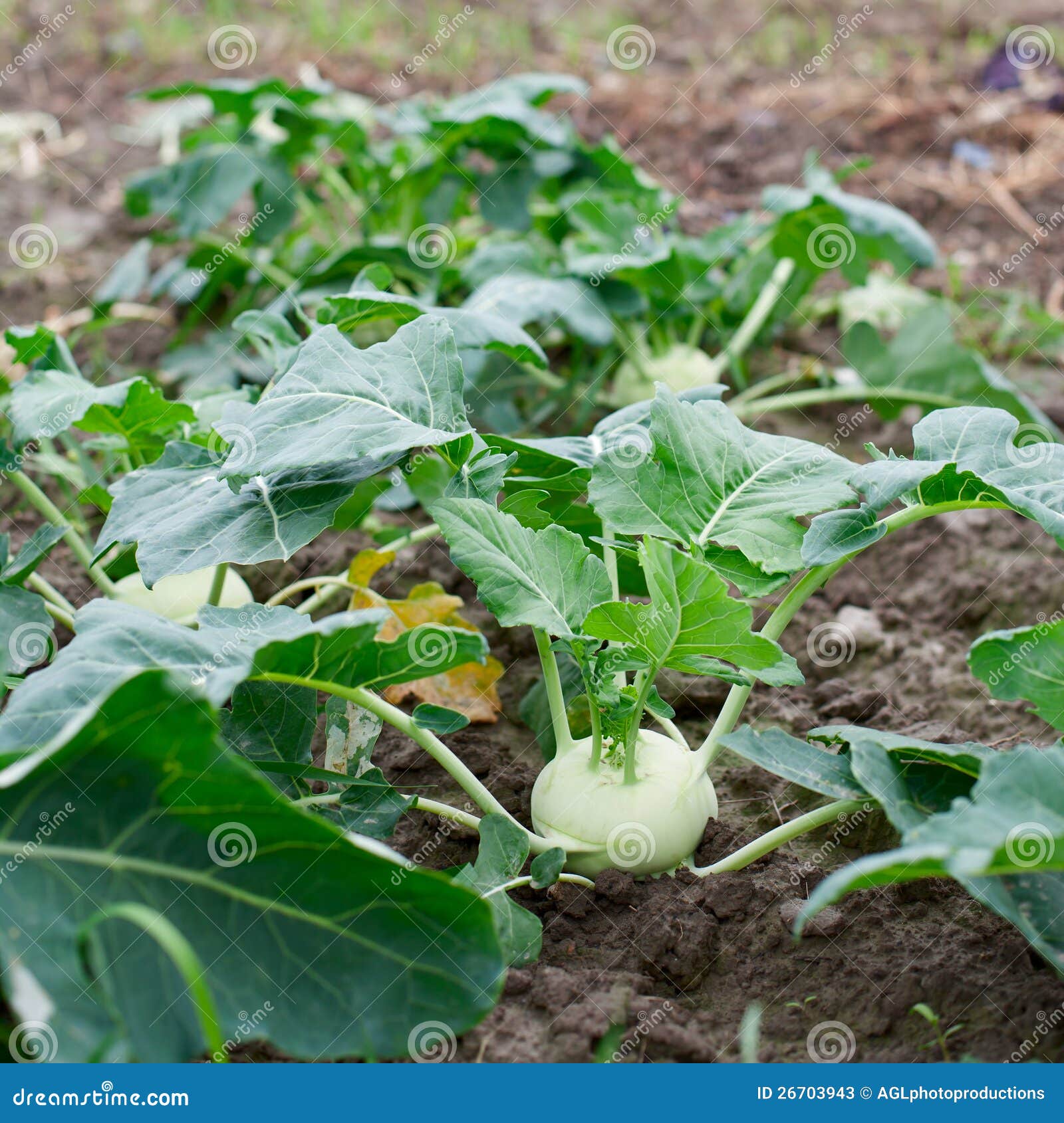 Plantas Crecientes Del Colinabo Imagen de archivo - Imagen de planta ...