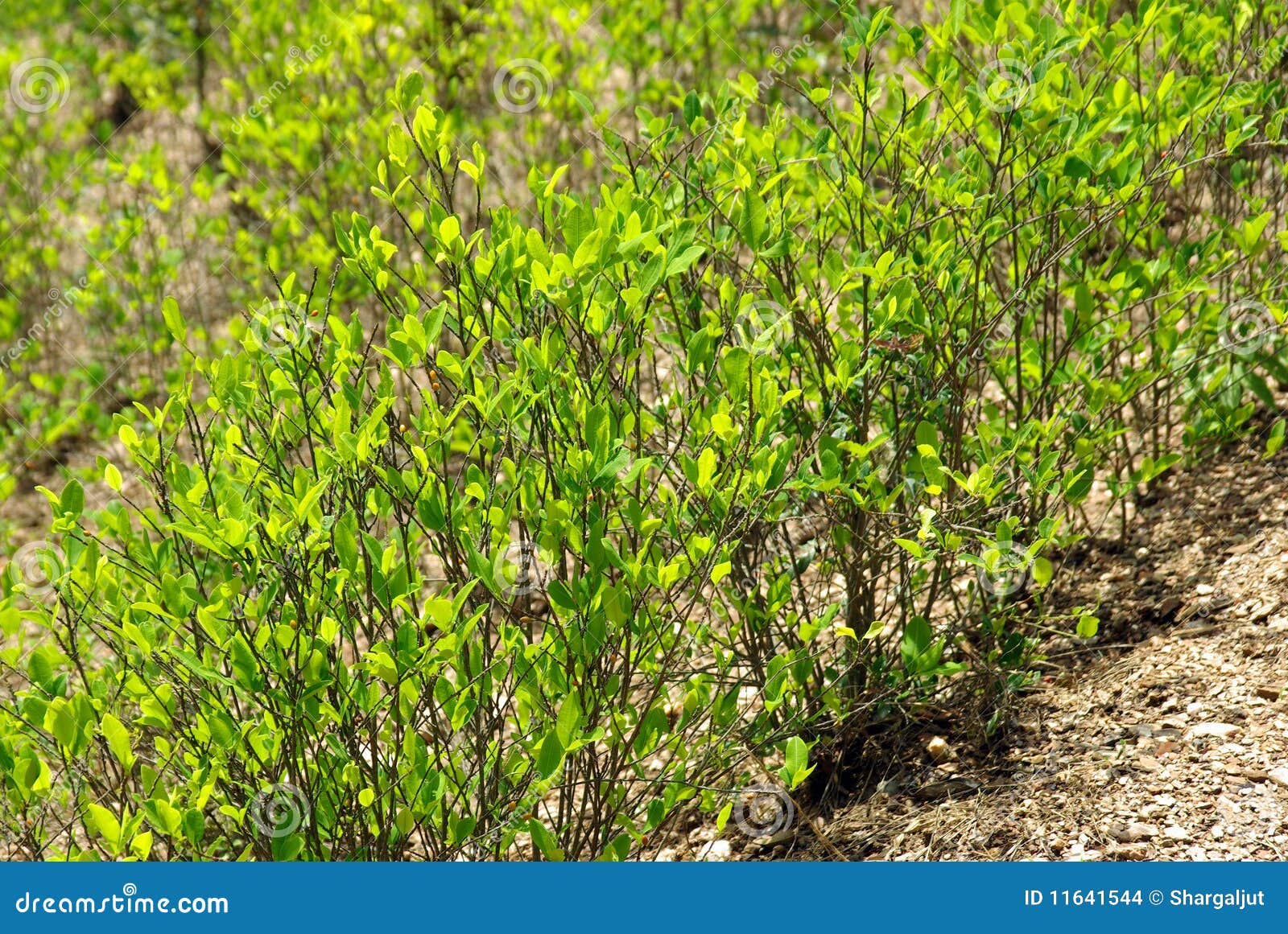 Plantas Da Coca, Montanhas De Andes Foto de Stock - Imagem de fazenda ...