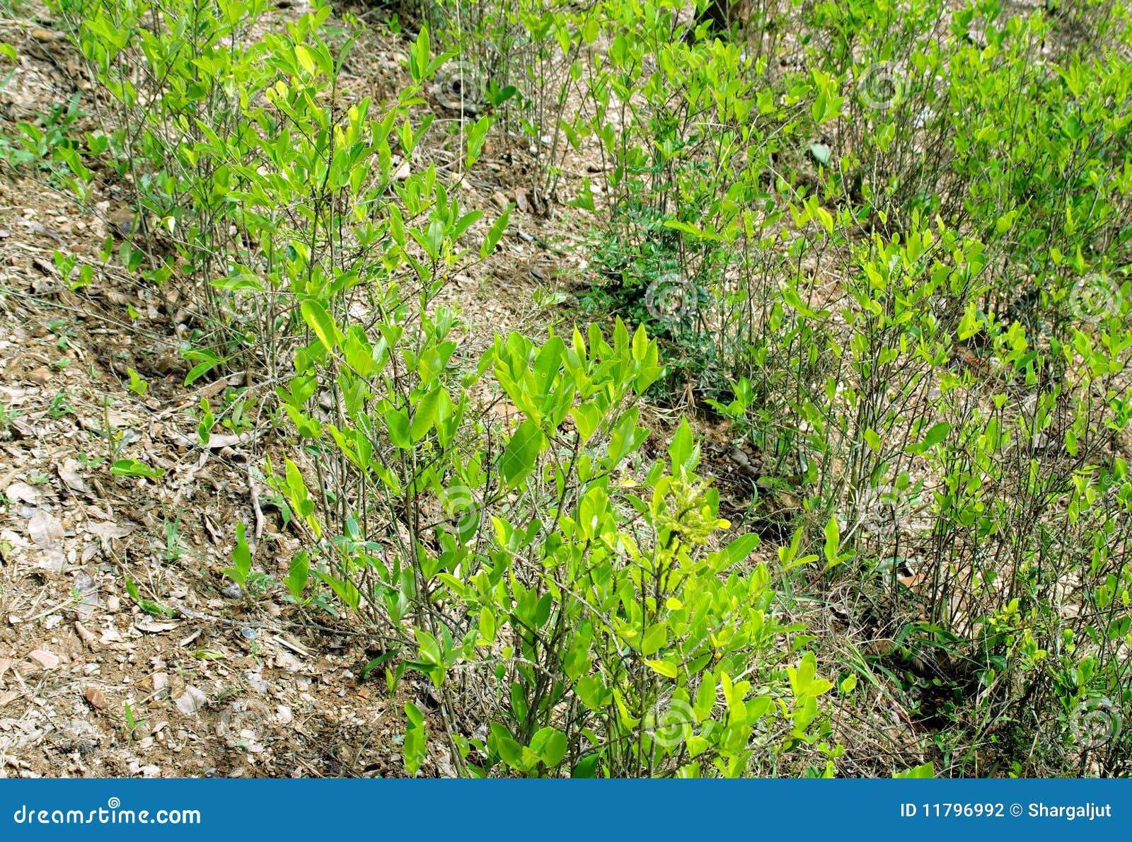 Plantas Da Coca, Montanhas De Andes Foto de Stock - Imagem de andes ...