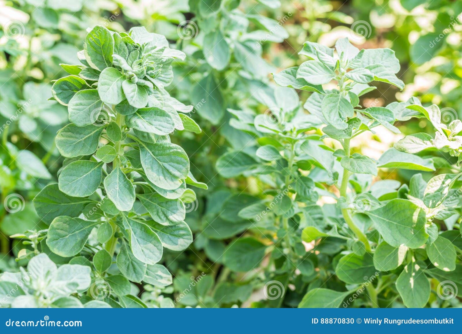 Plantas Das Ervas, Aerva Lanata L Juss Schult Ex Foto de Stock - Imagem ...