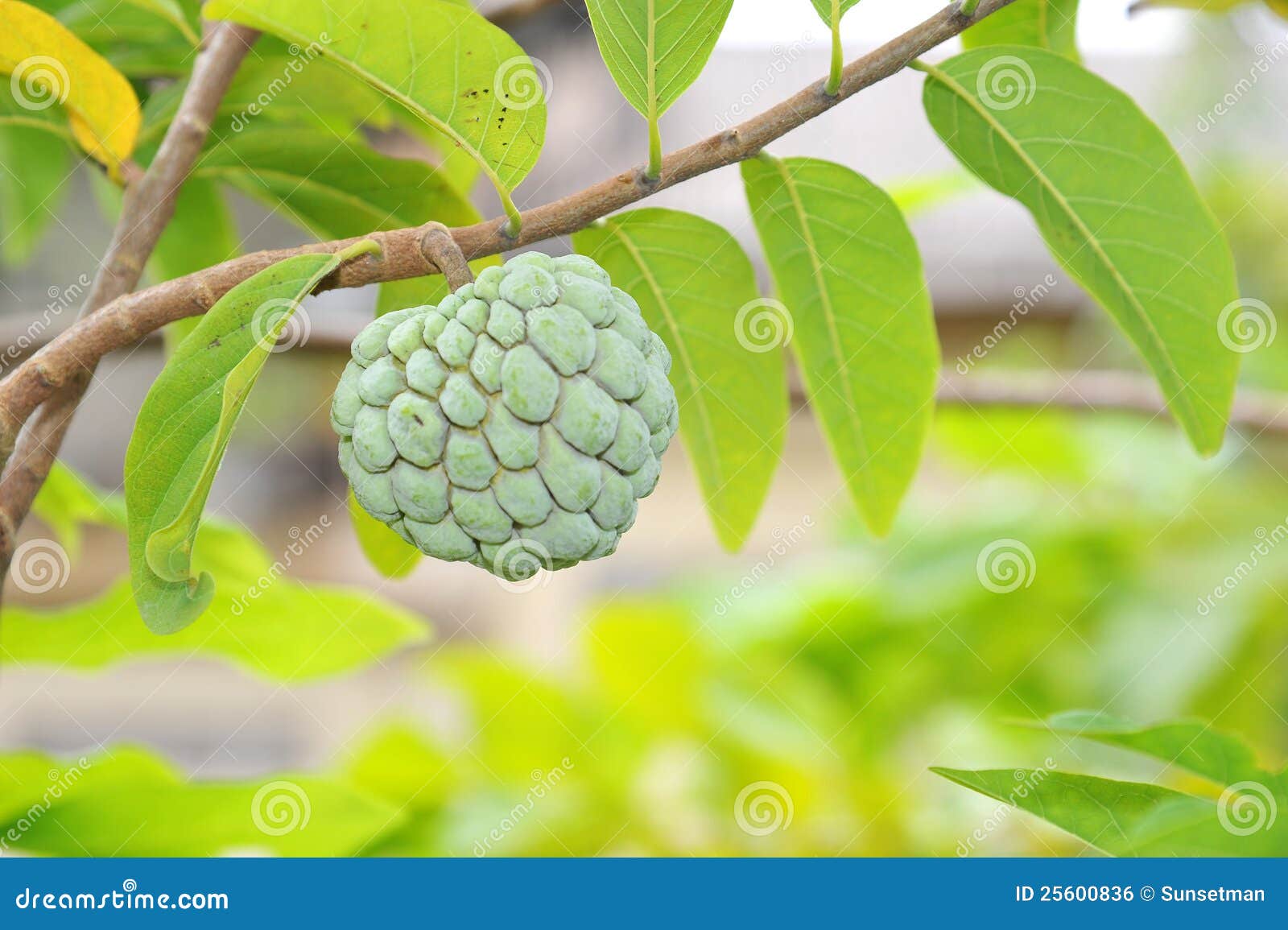 Plantas de anona foto de archivo. Imagen de textura, planta - 25600836