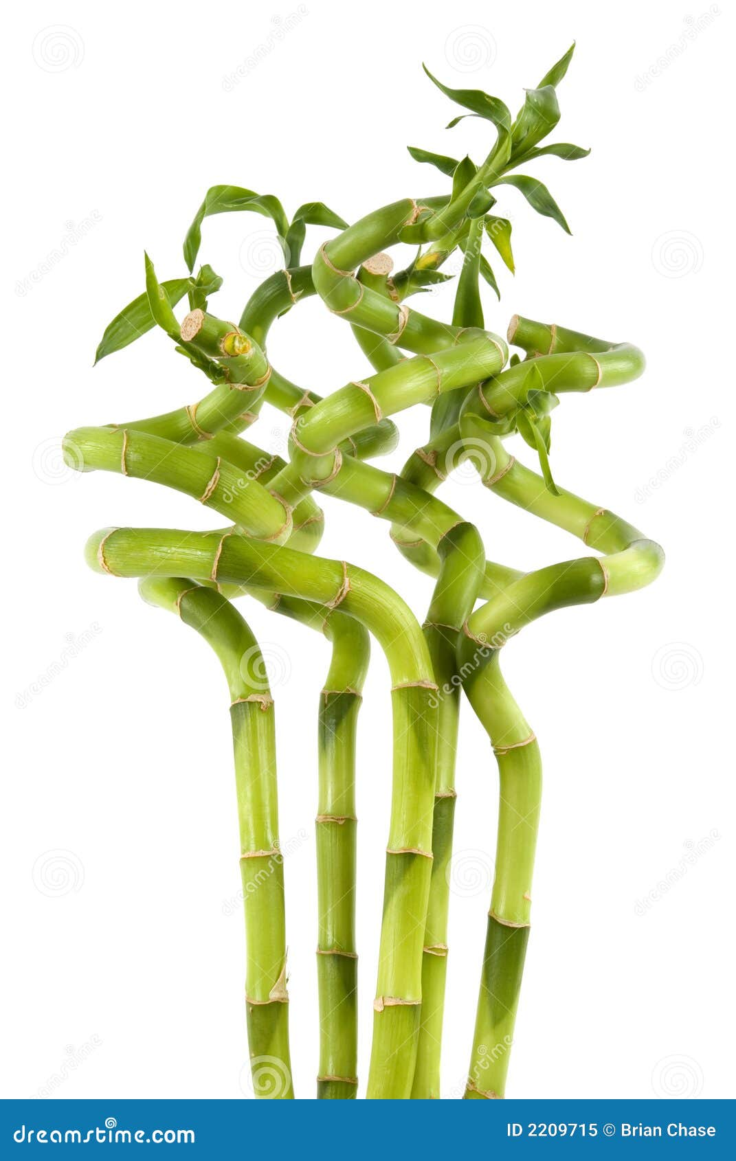 Plantas de bambu imagem de stock. Imagem de espiral, bambu - 2209715