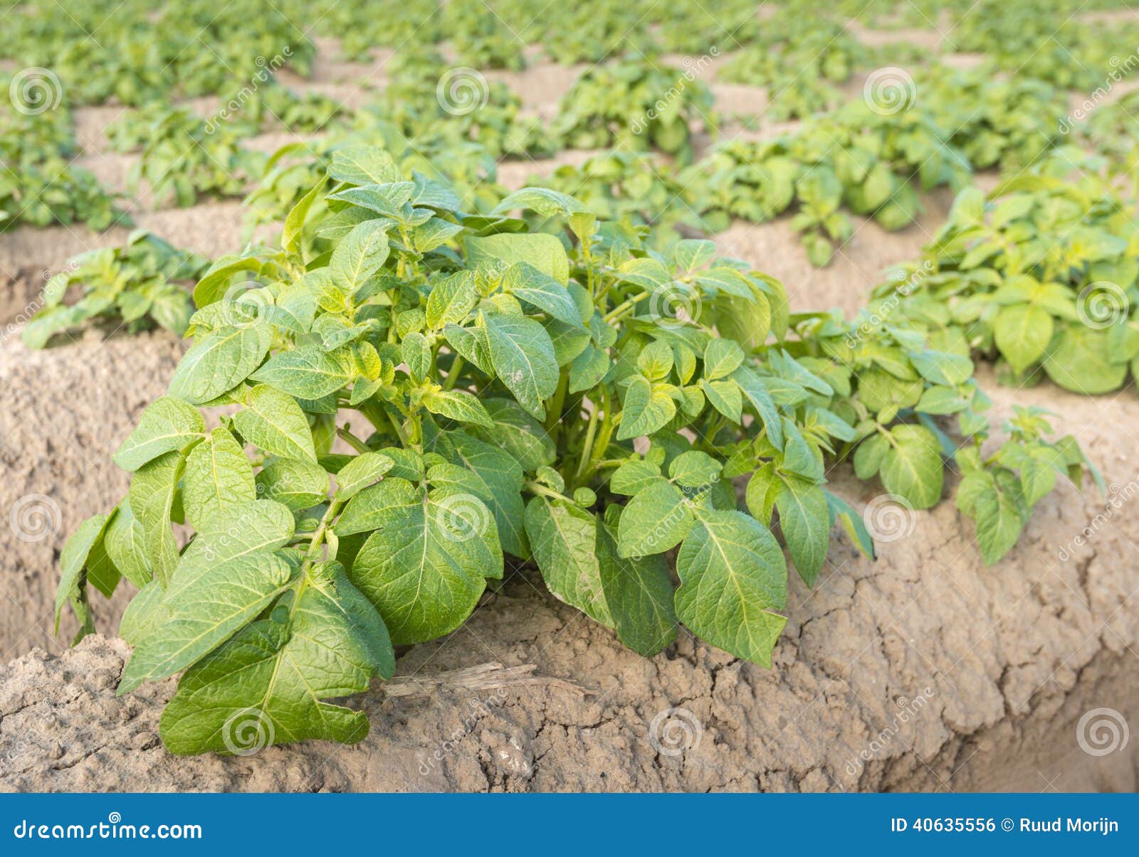 Plantas de batata do fim foto de stock. Imagem de colorido - 40635556