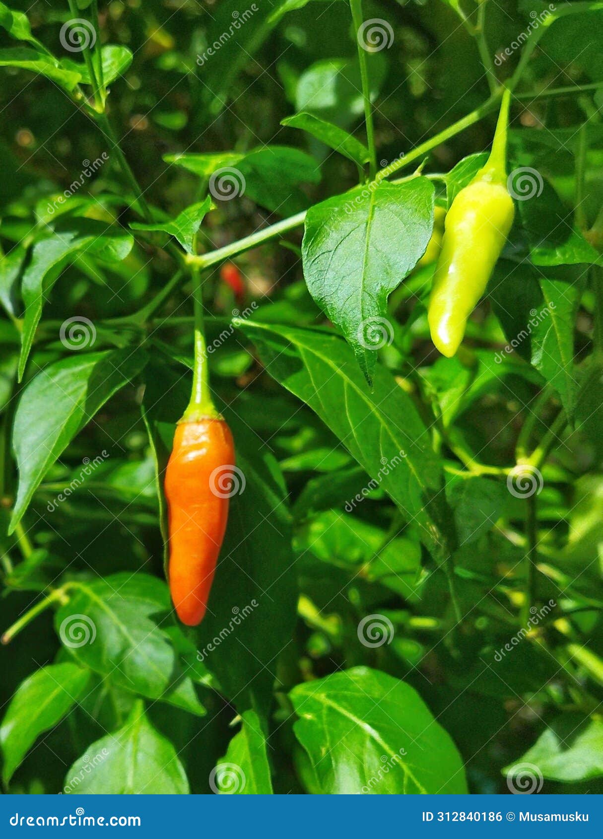 Plantas de chile foto de archivo. Imagen de amarillo - 312840186