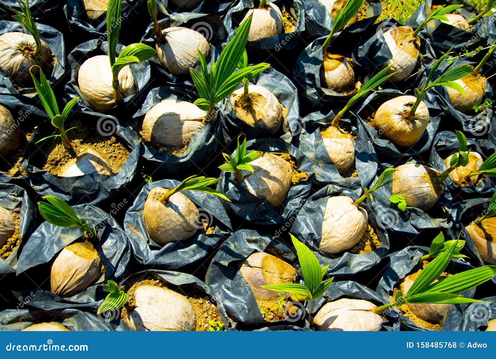 Plantas de coco foto de archivo. Imagen de vida, viejo - 158485768