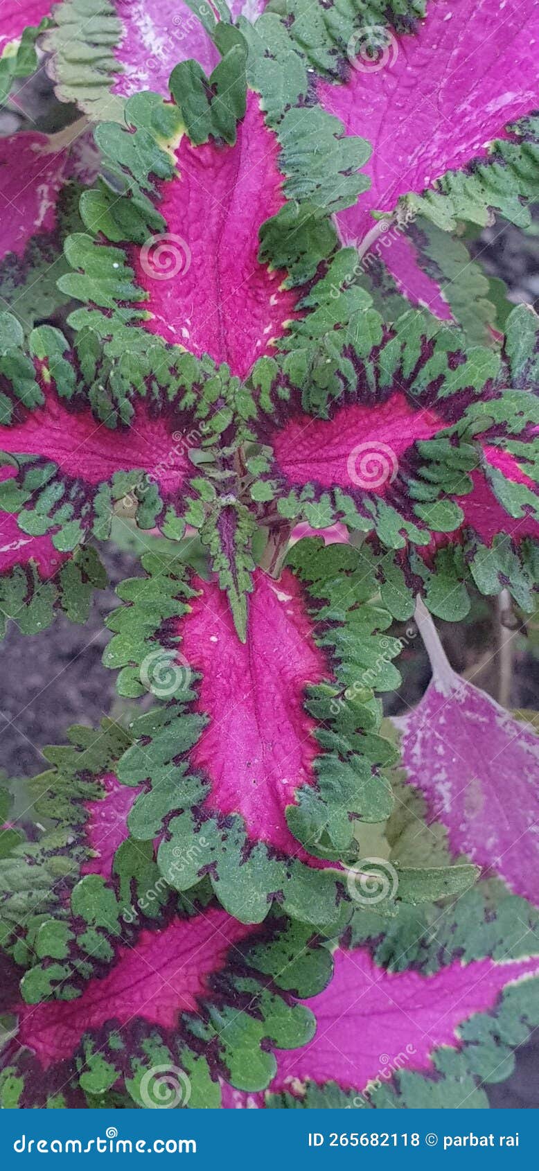 Plantas de color rojo foto de archivo. Imagen de plan - 265682118