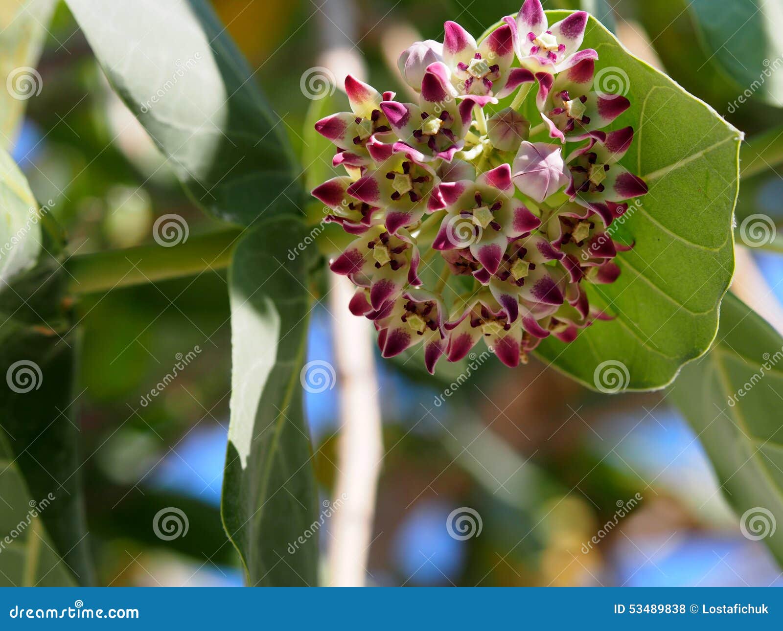 Plantas de Cuba foto de archivo. Imagen de tropical, cuba - 53489838