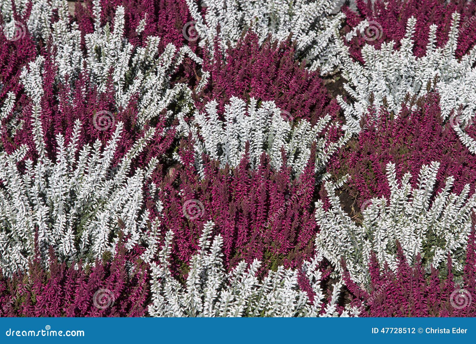 Plantas de Erica foto de stock. Imagem de urze, branco - 47728512