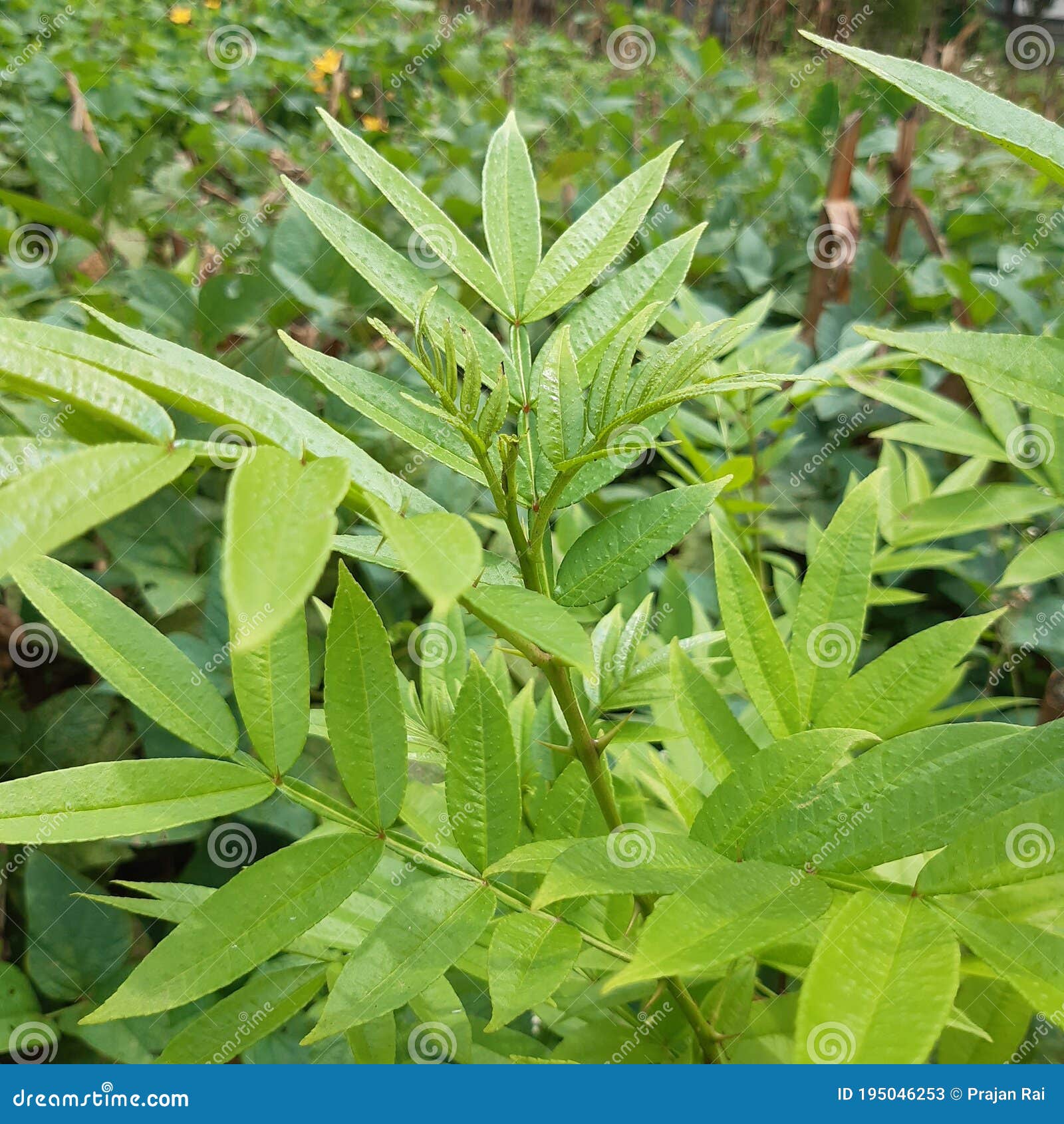 Plantas De Erva Timur Nepali Imagem de Stock - Imagem de jardim, erva ...