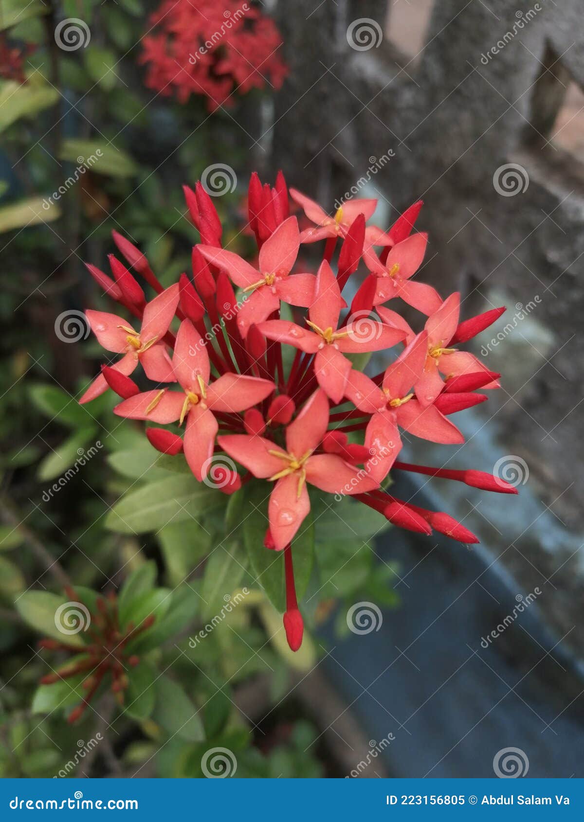 Plantas de flores rojas imagen de archivo. Imagen de flores - 223156805