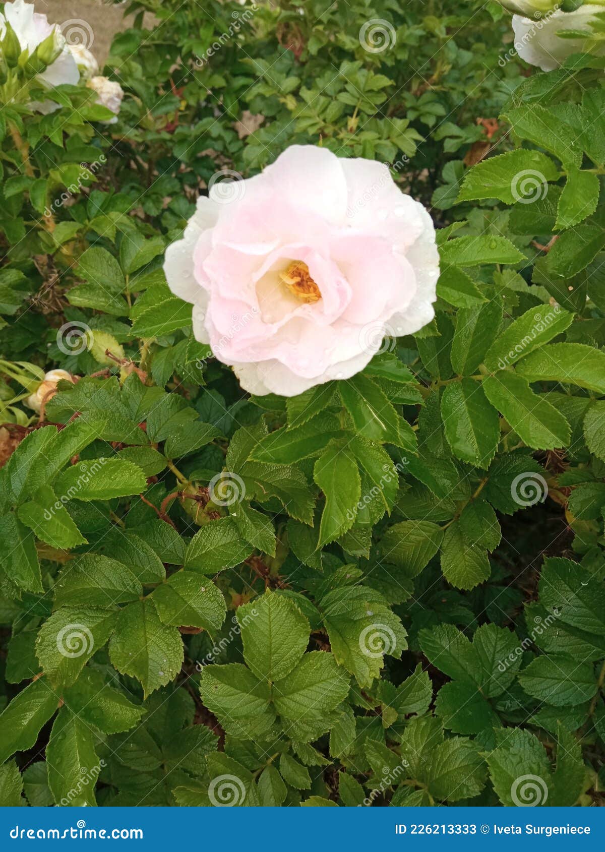 Plantas De Flores De Rosa Verdes Imagen de archivo - Imagen de plantas ...