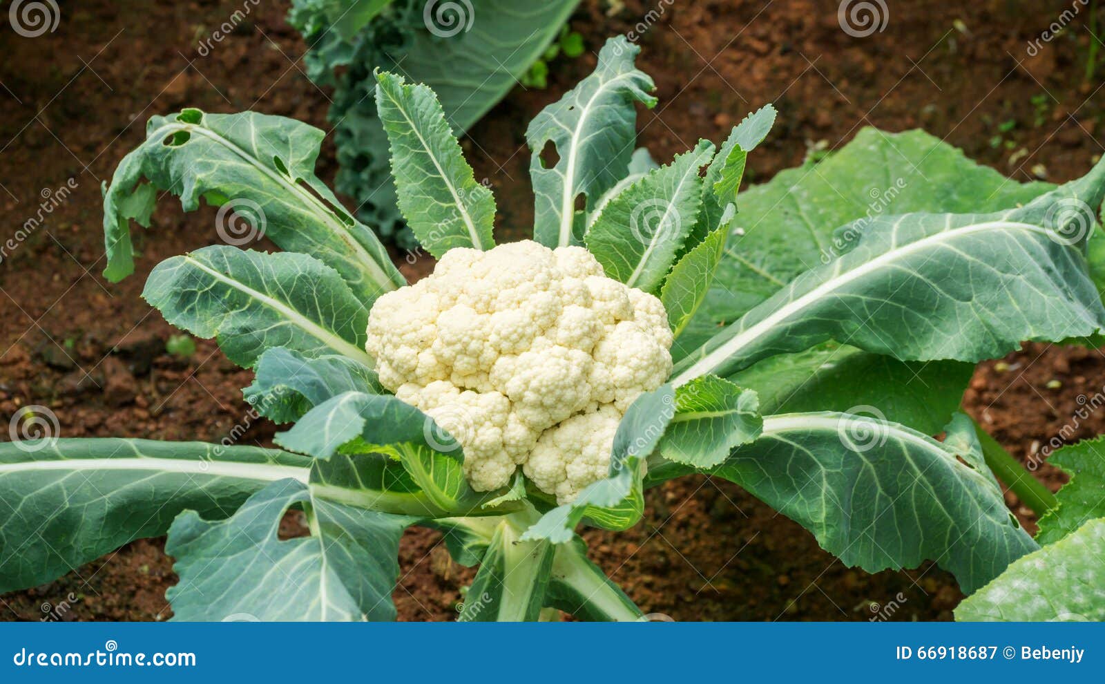 Plantas de la coliflor imagen de archivo. Imagen de granja - 66918687