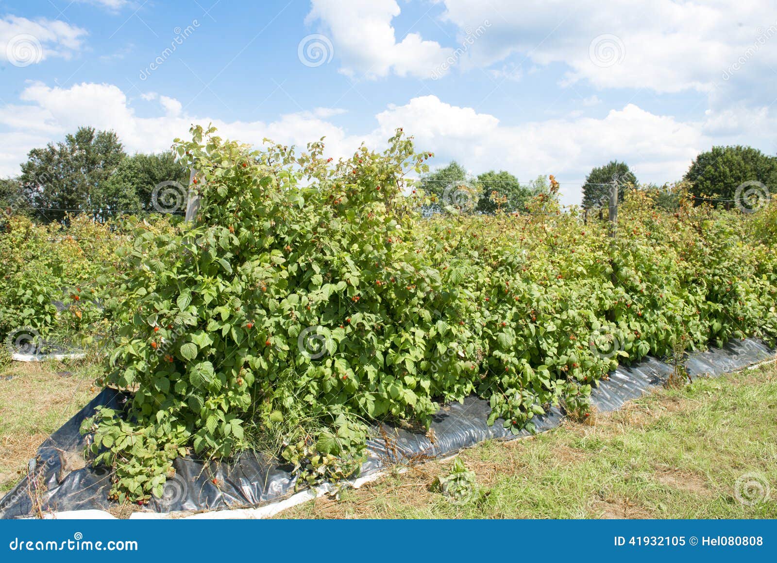 Plantas de la frambuesa imagen de archivo. Imagen de maduro - 41932105