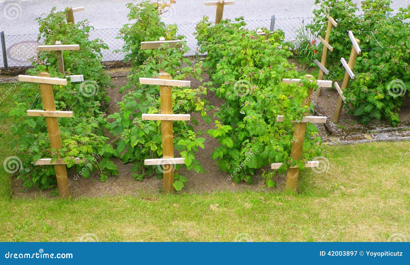 Plantas de la frambuesa imagen de archivo. Imagen de hojea - 42003897