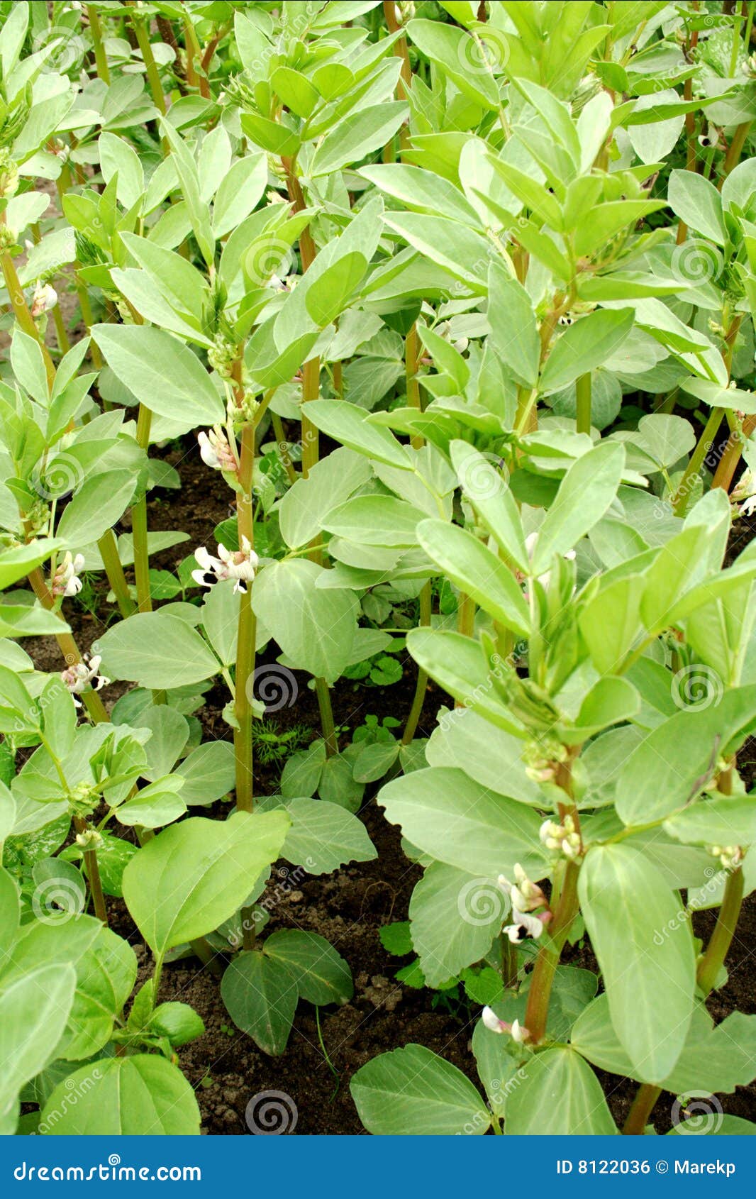Plantas de la haba foto de archivo. Imagen de planta, salud - 8122036