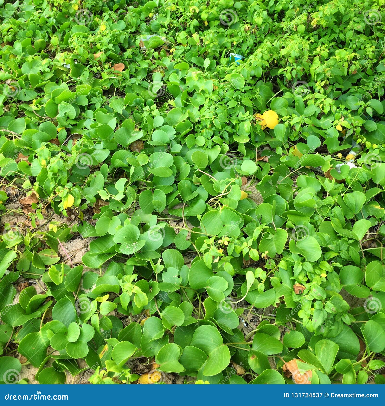 Plantas de la playa imagen de archivo. Imagen de playa - 131734537