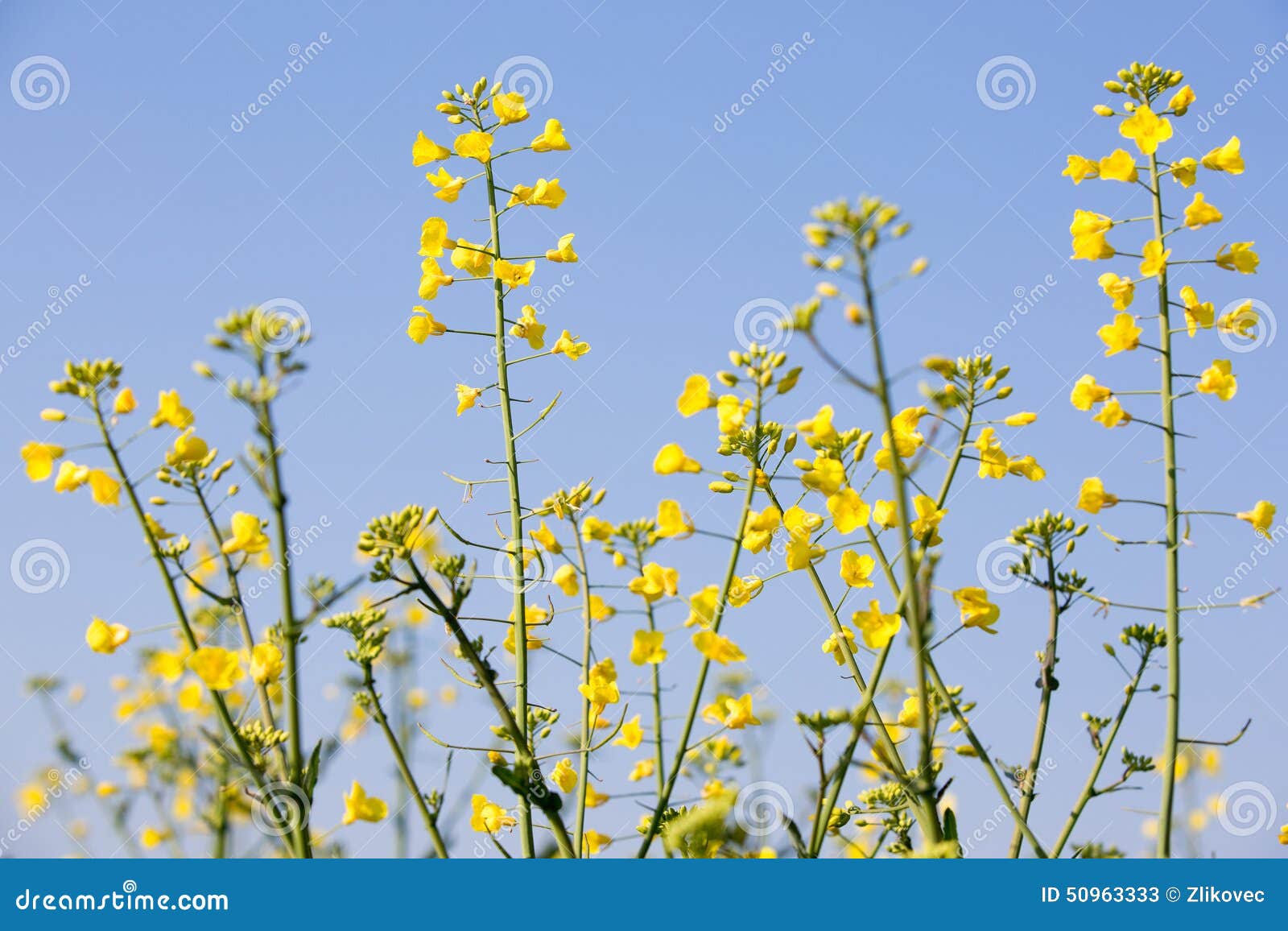 Plantas de la rabina imagen de archivo. Imagen de rabina - 50963333