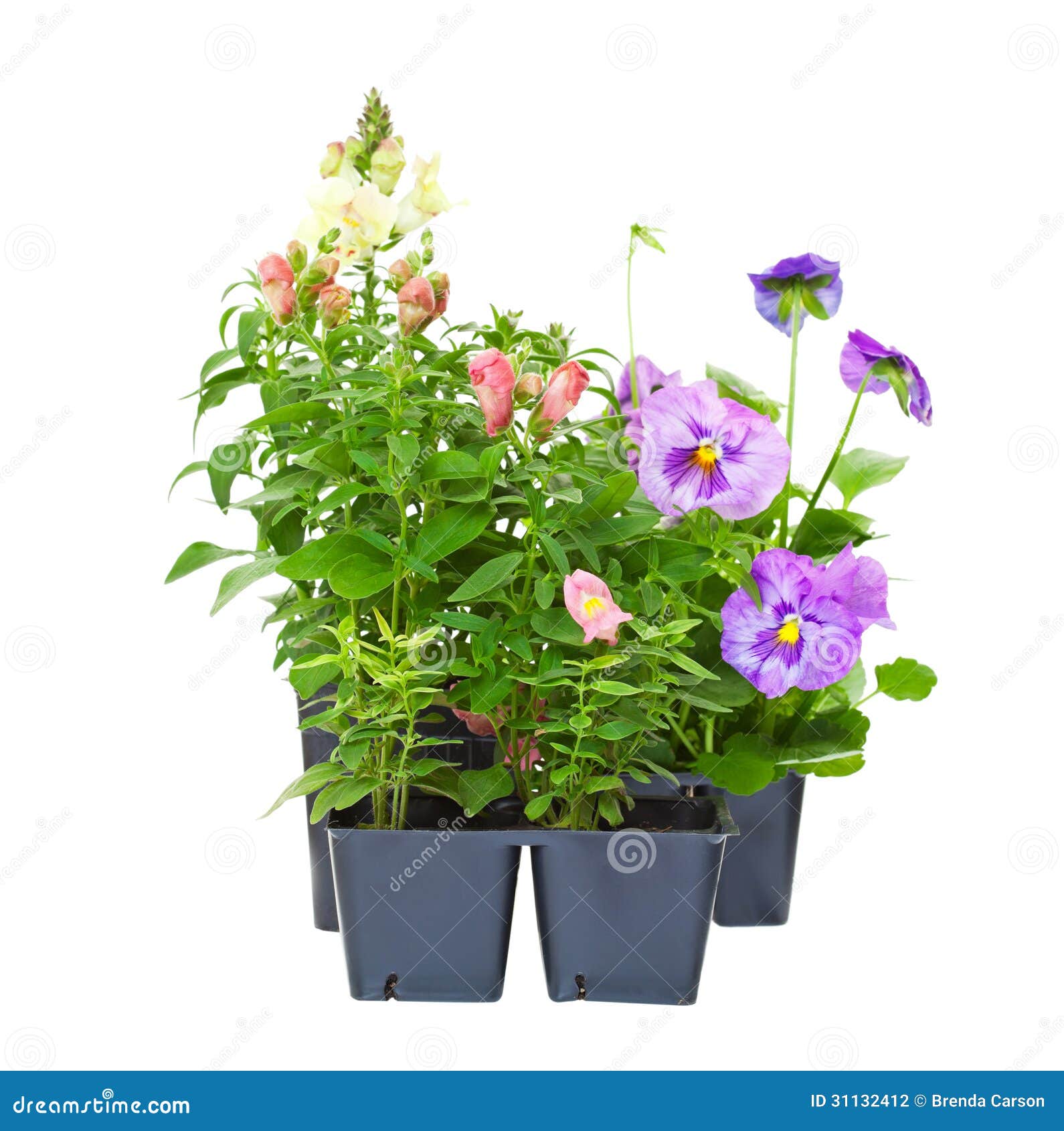 Plantas de lecho foto de archivo. Imagen de pensamientos - 31132412