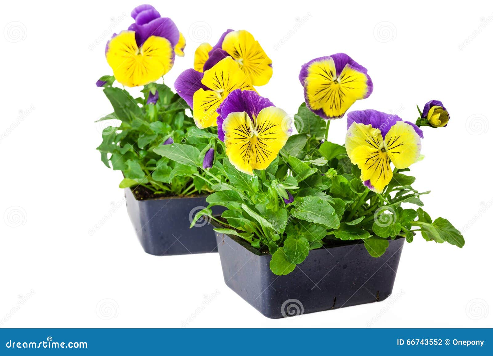 Plantas de lecho foto de archivo. Imagen de planta, verde - 66743552