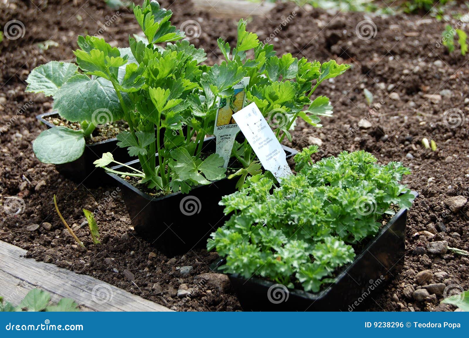 Plantas de lecho foto de archivo. Imagen de resorte, plantar - 9238296
