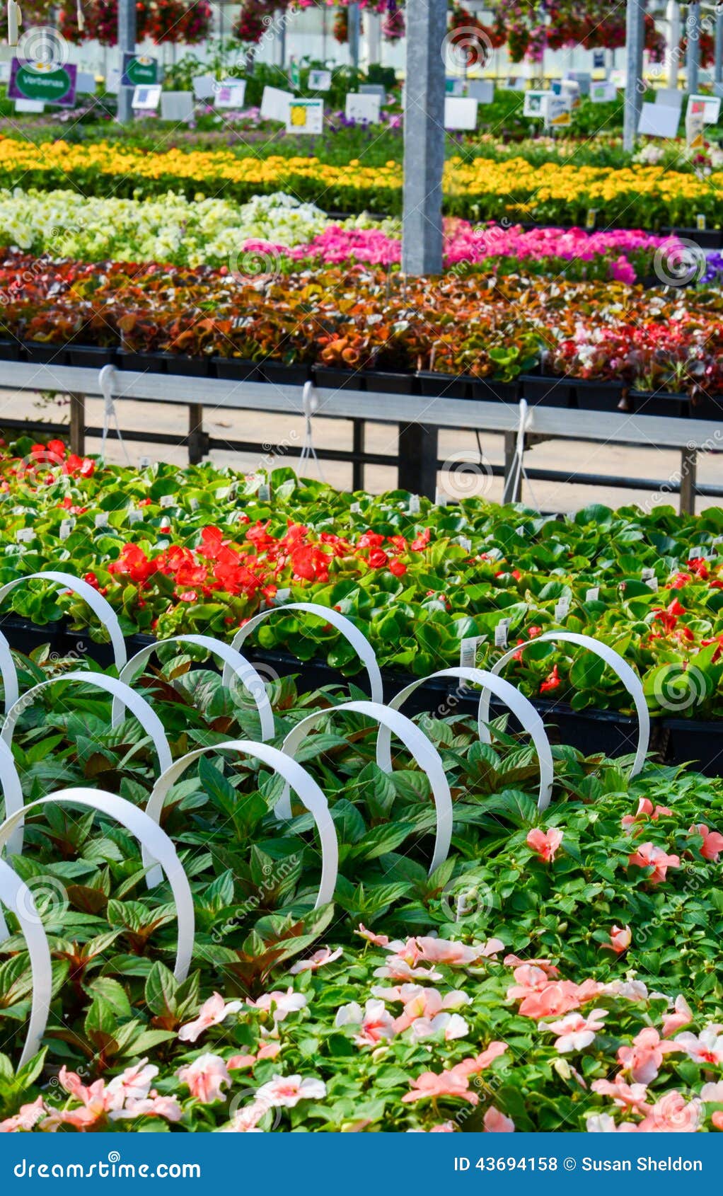 Plantas De Lecho Para Los Jardines Foto de archivo - Imagen de resorte ...