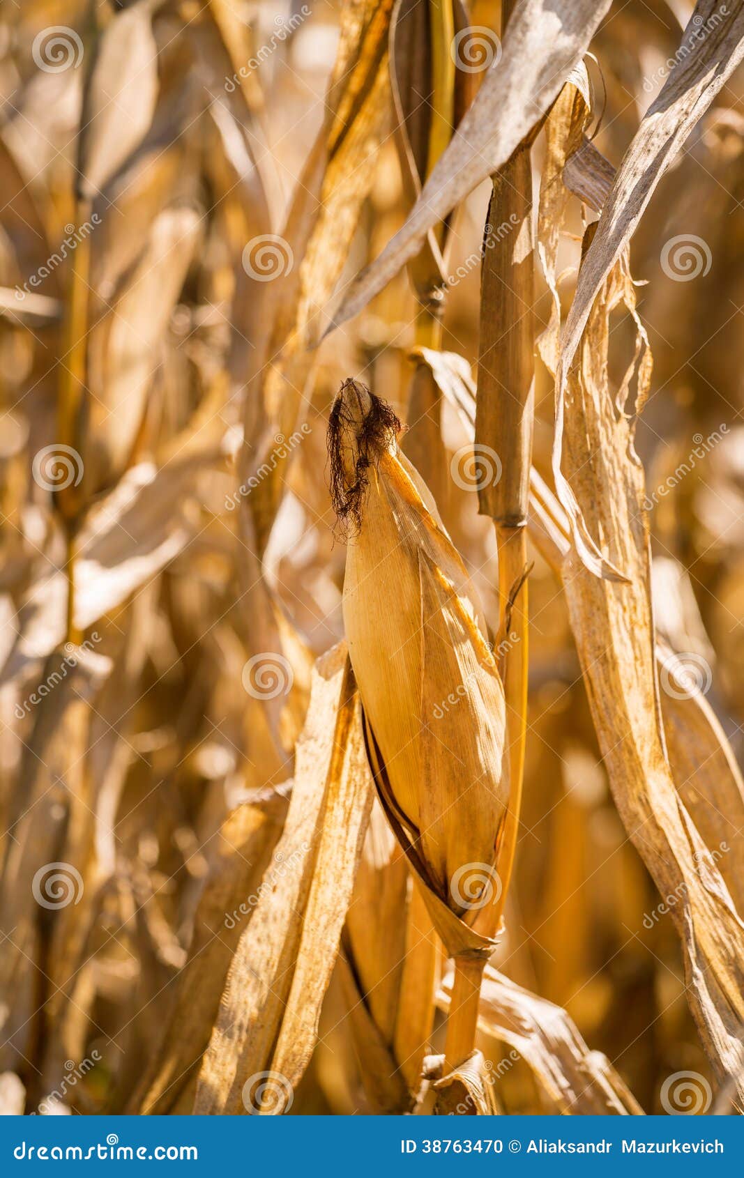Plantas de maíz secas foto de archivo. Imagen de mazorca - 38763470