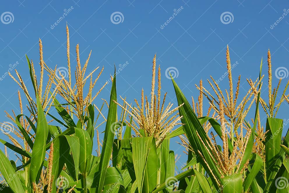 Plantas de milho foto de stock. Imagem de fértil, agricultura - 4738738
