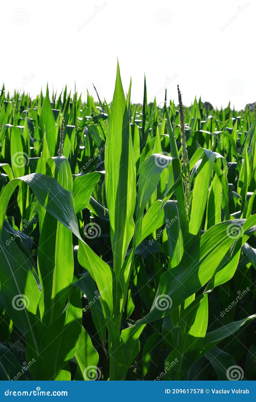 Plantas de milho. foto de stock. Imagem de folha, fresco - 209617578