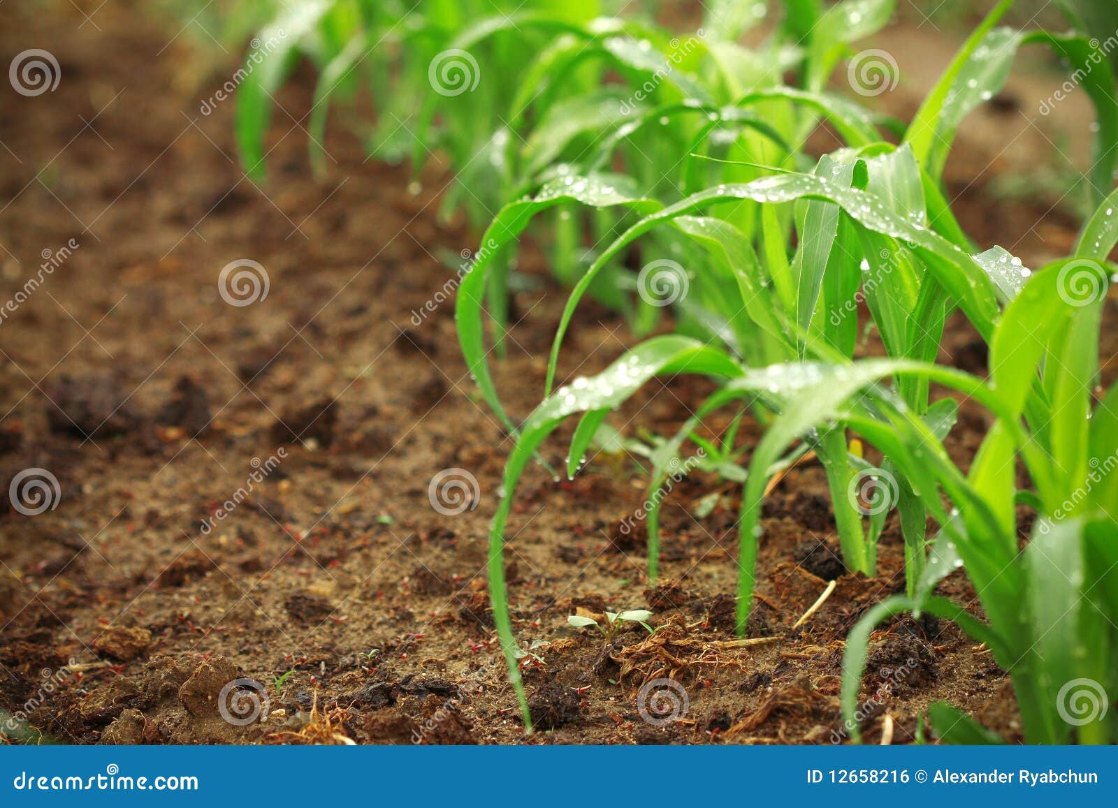 Plantas de milho novas foto de stock. Imagem de campo - 12658216