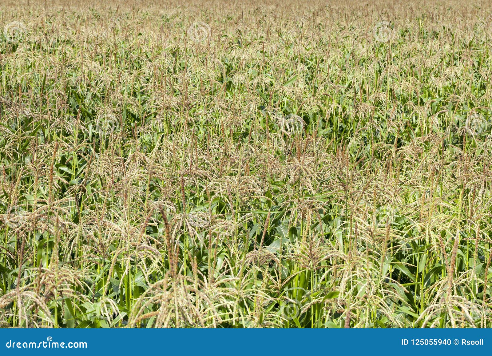 Plantas de milho verde foto de stock. Imagem de verde - 125055940