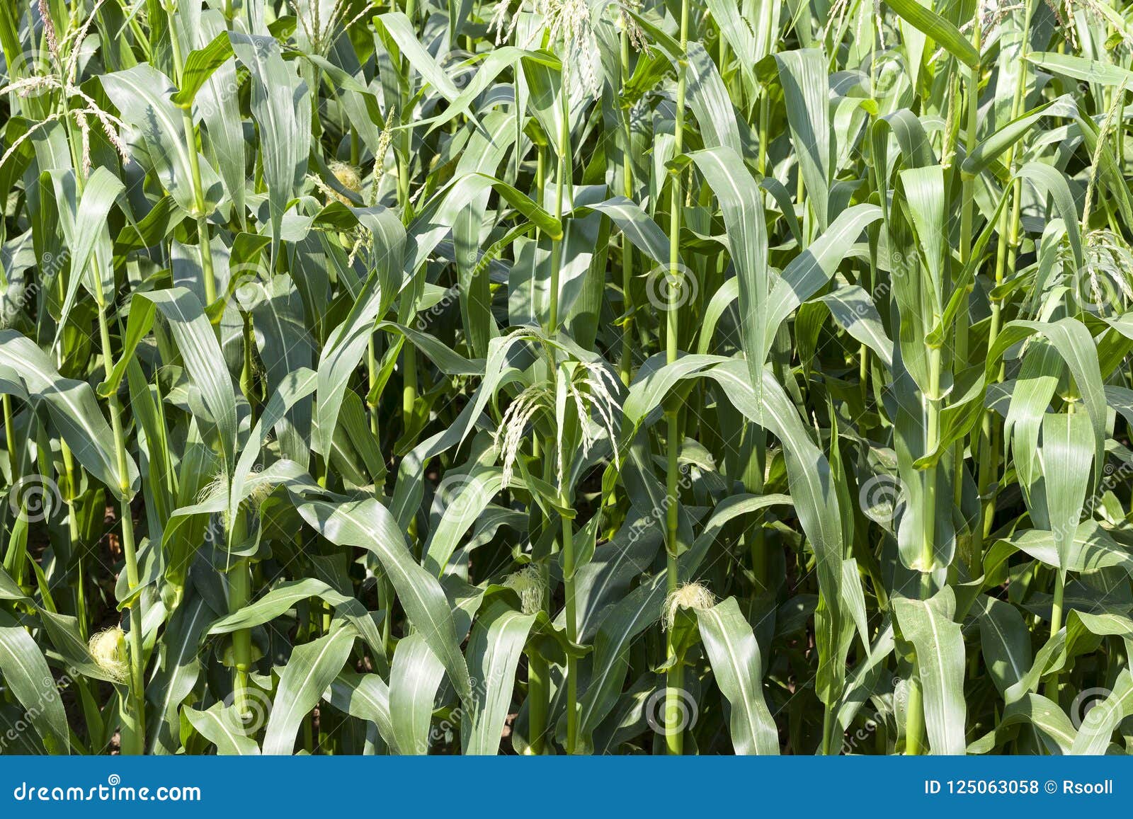 Plantas de milho verde foto de stock. Imagem de tenha - 125063058