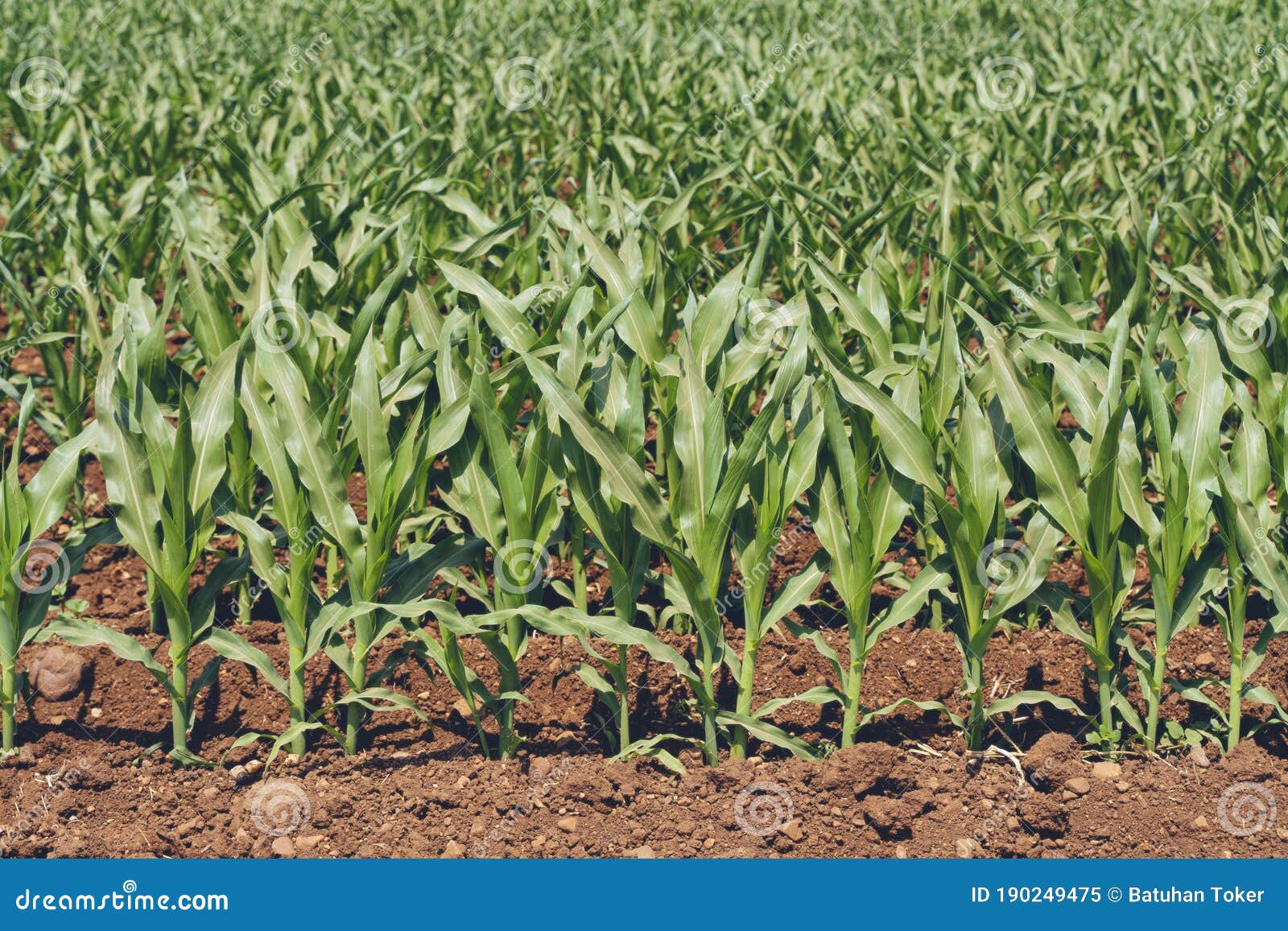 Plantas De Milho Verde Num Campo Imagem de Stock - Imagem de cultivado ...