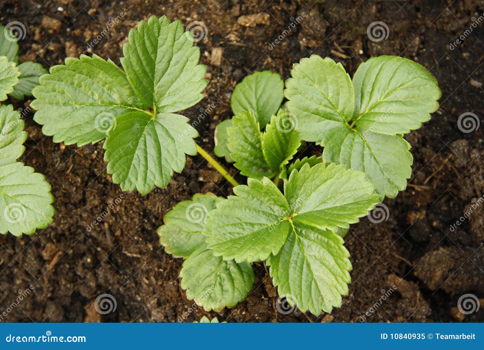 Plantas de morango imagem de stock. Imagem de plantas - 10840935