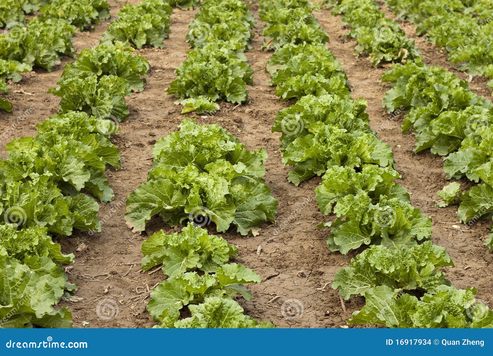 Plantas de nabo foto de archivo. Imagen de plantar, monocultivo - 16917934