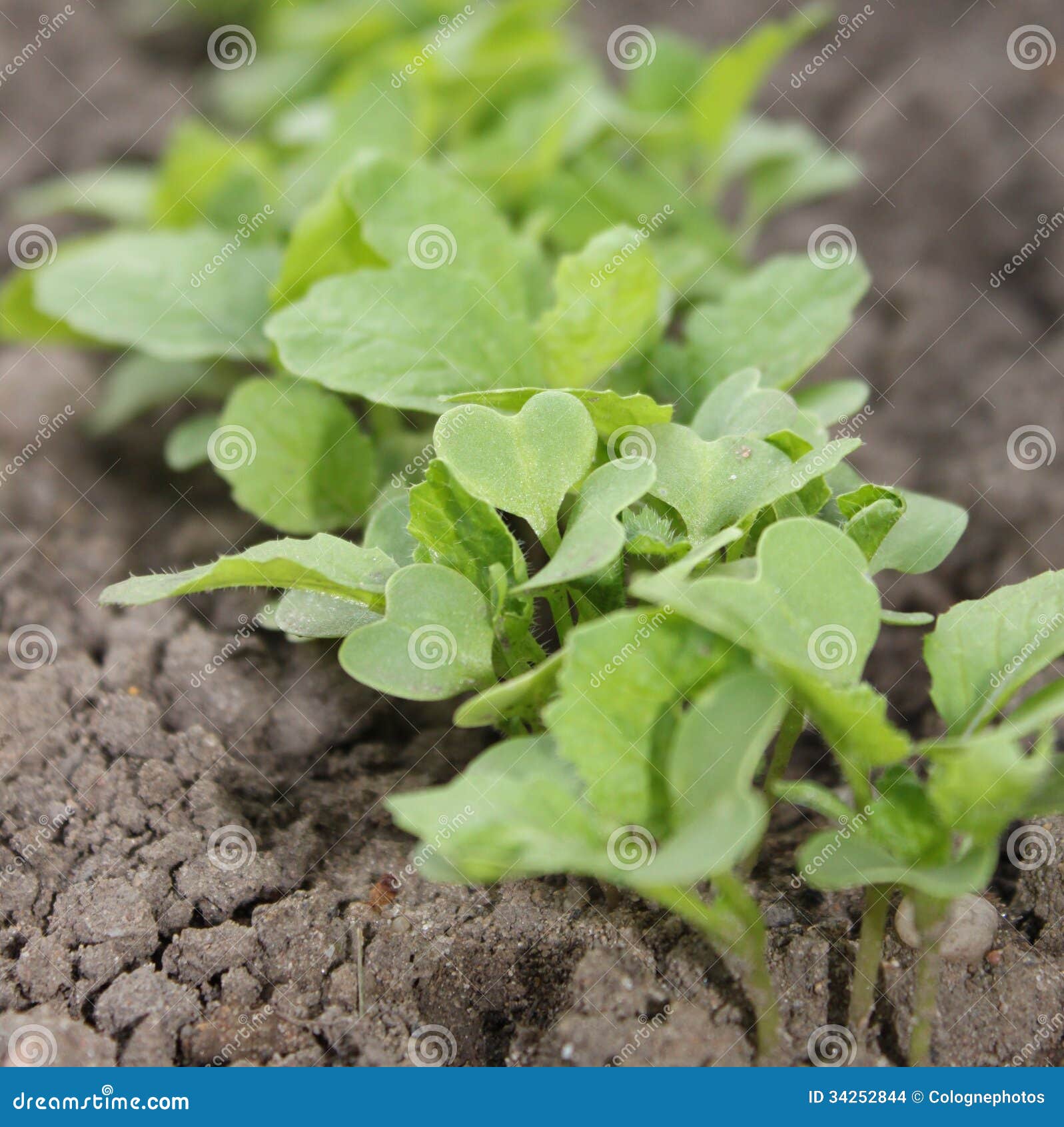 Plantas de nabo foto de archivo. Imagen de perspectiva - 34252844