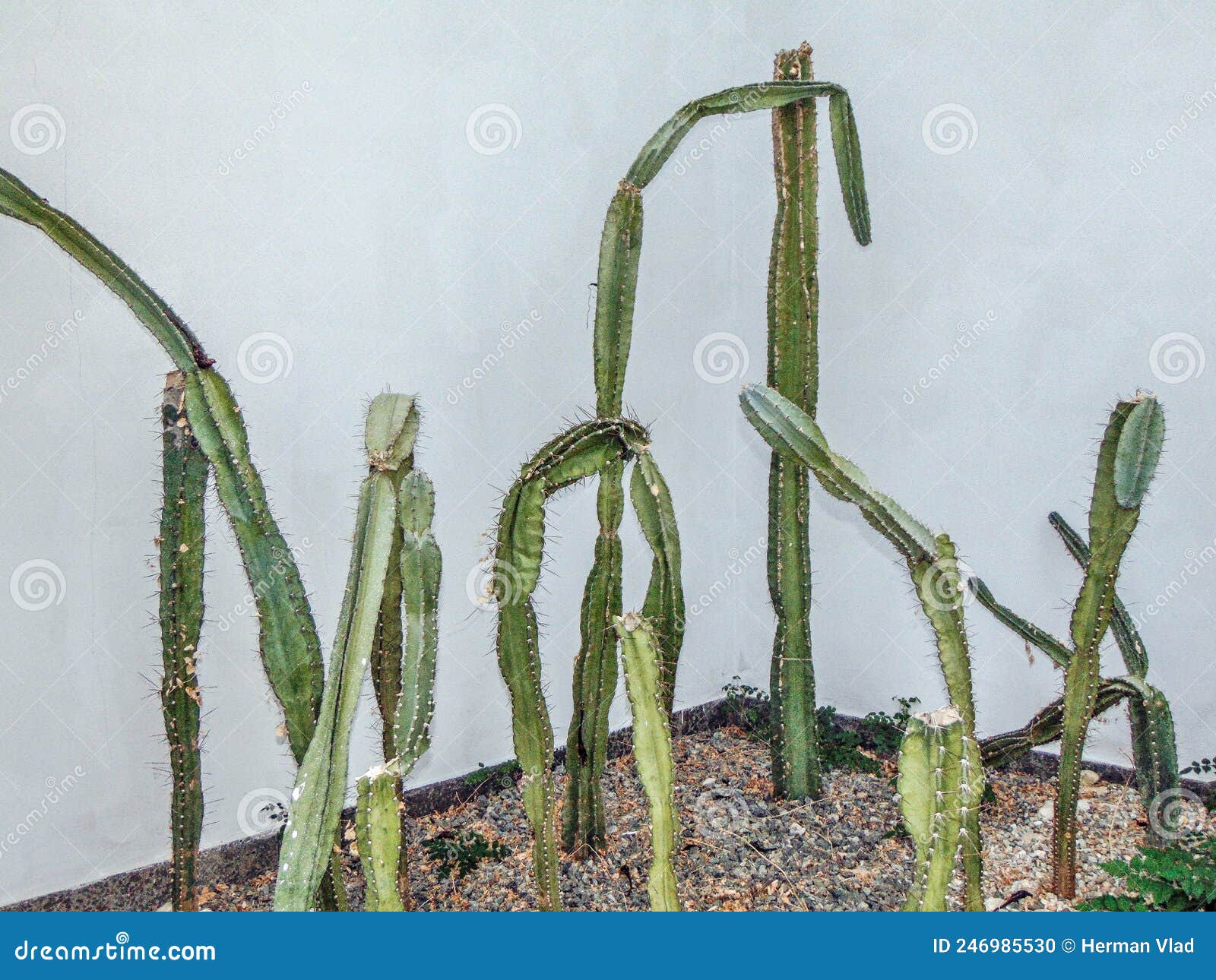 Plantas De Patrones De Cactus Altos Foto de archivo - Imagen de ...