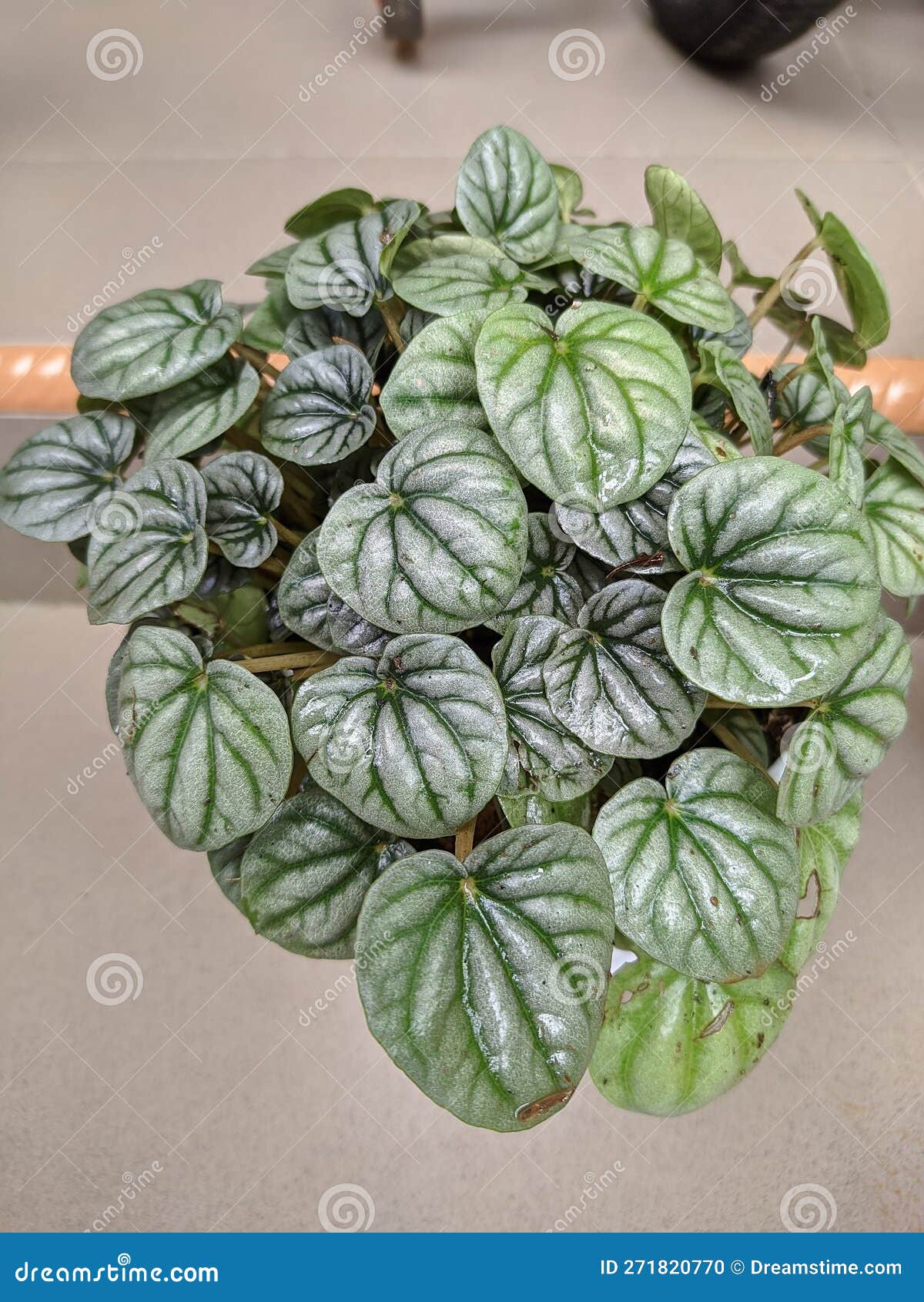 Plantas De Peperomia Verde Prosperam Em Potes Foto de Stock - Imagem de ...