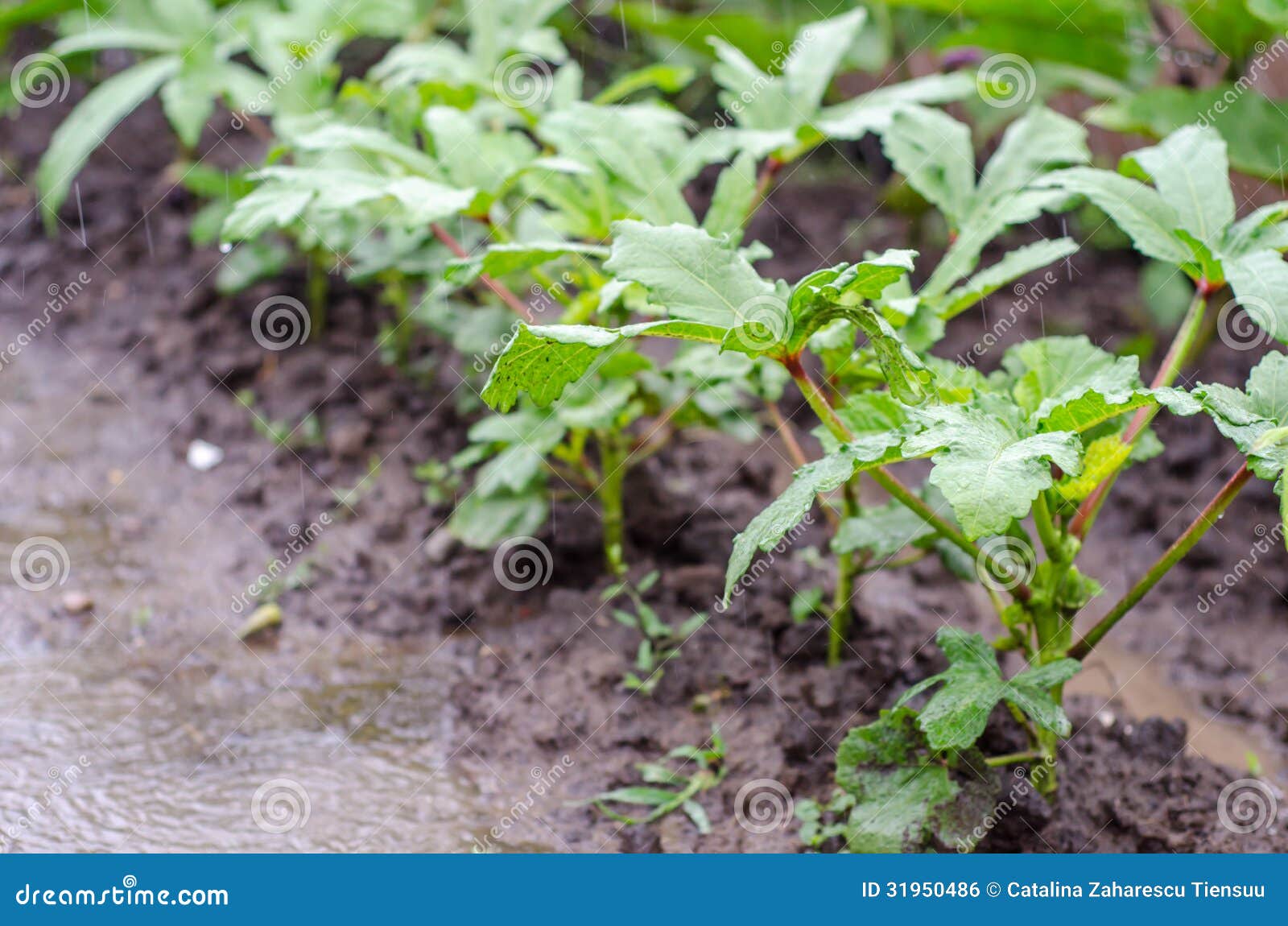 Plantas de quingombó foto de archivo. Imagen de ocra - 31950486