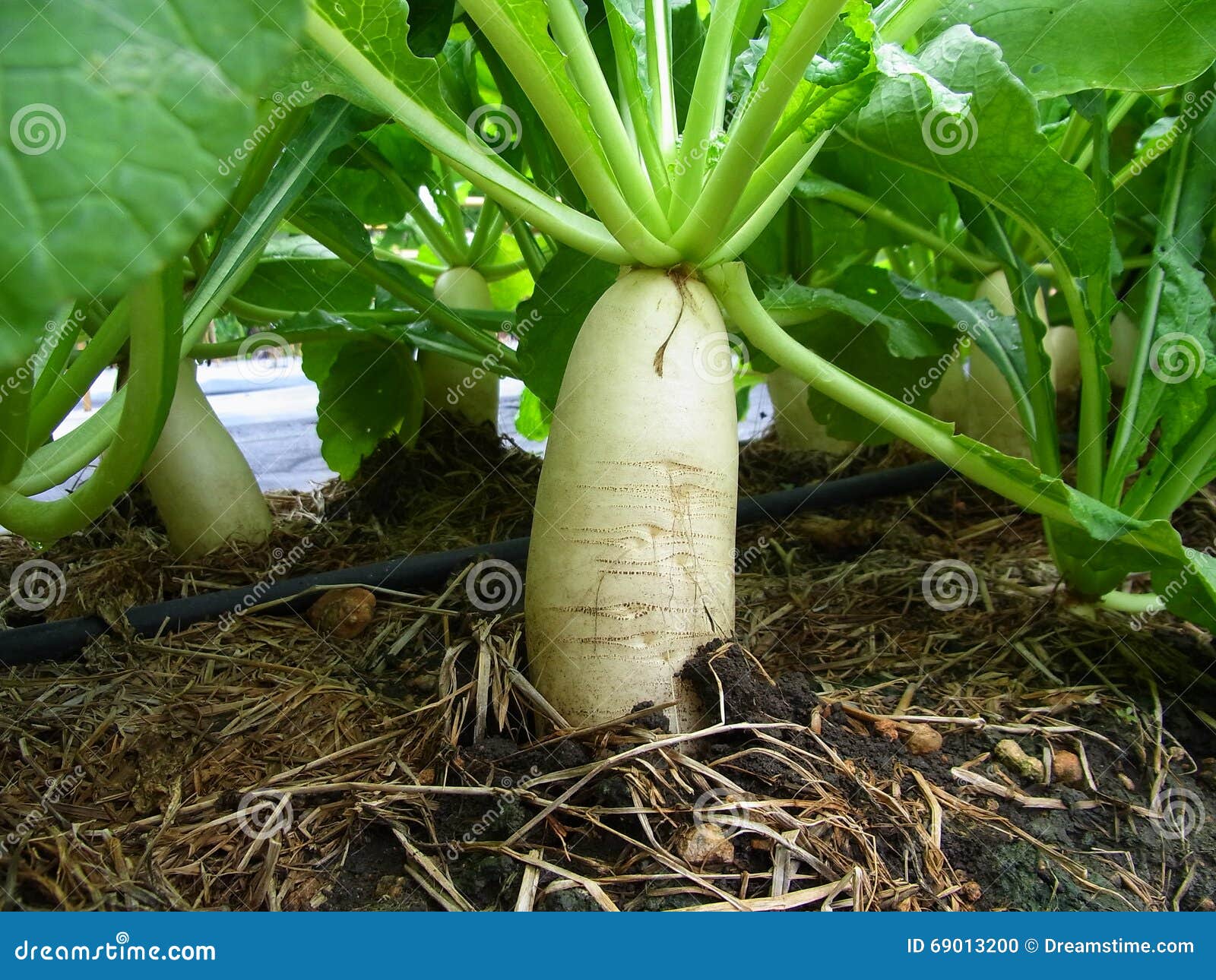 Plantas De Rábano De Daikon Foto de archivo - Imagen de cocina ...