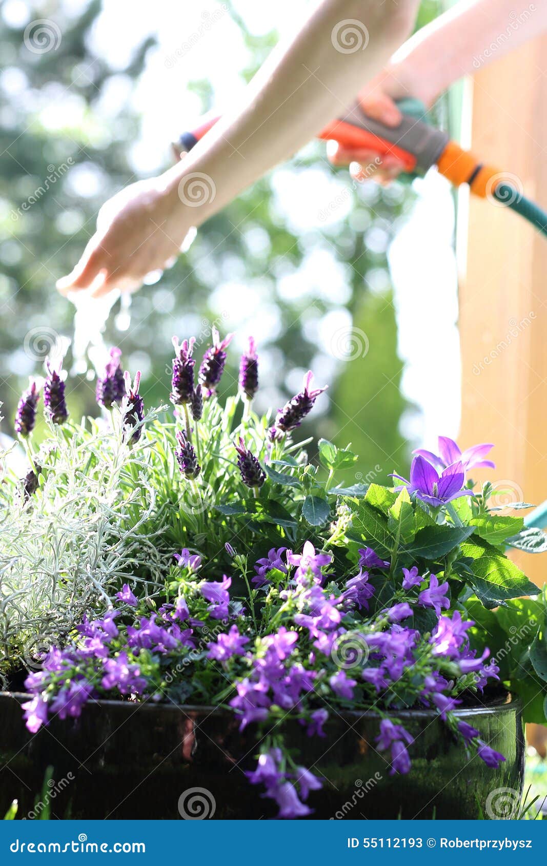 Plantas de riego imagen de archivo. Imagen de planta - 55112193